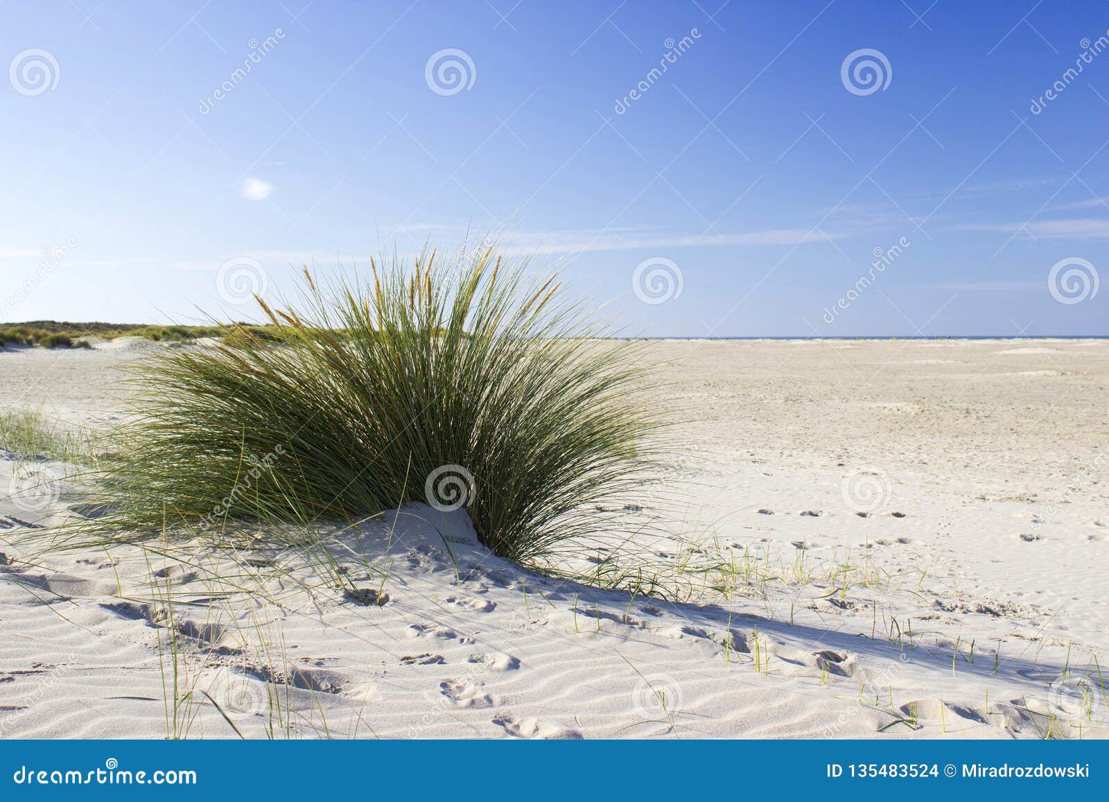 The Dunes, Renesse, the Netherlands Stock Photo - Image of grass, shore ...