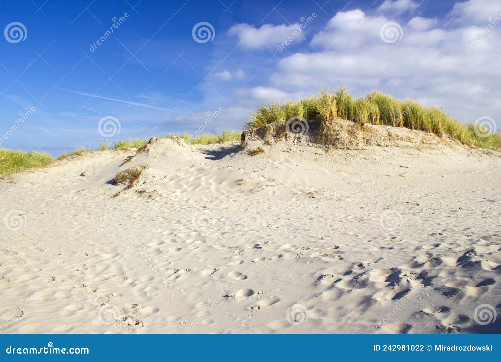 The Dunes, Renesse, Zeeland in the Netherlands Stock Photo - Image of ...