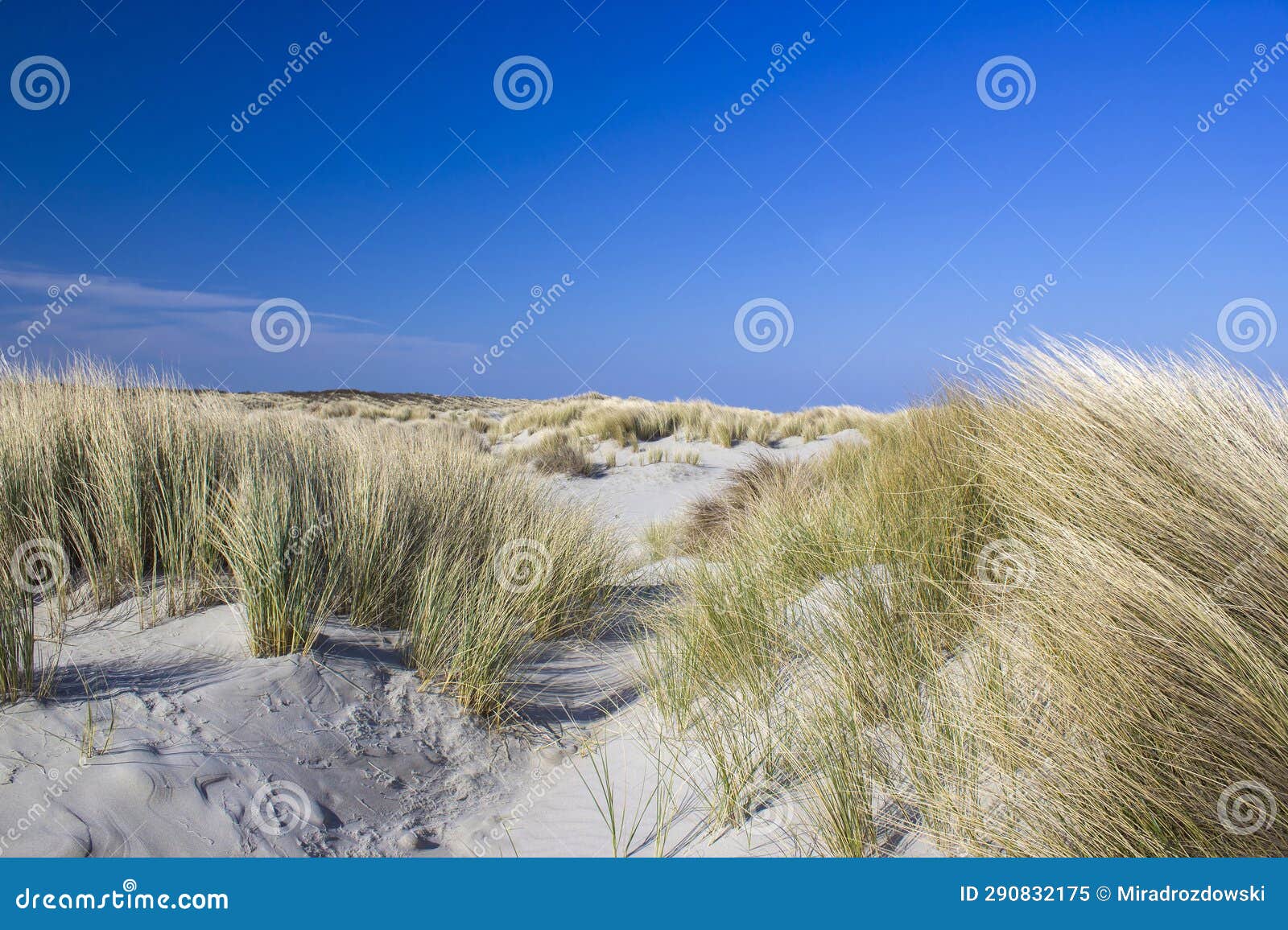 The Dunes, Renesse, Zeeland, the Netherlands Stock Image - Image of ...