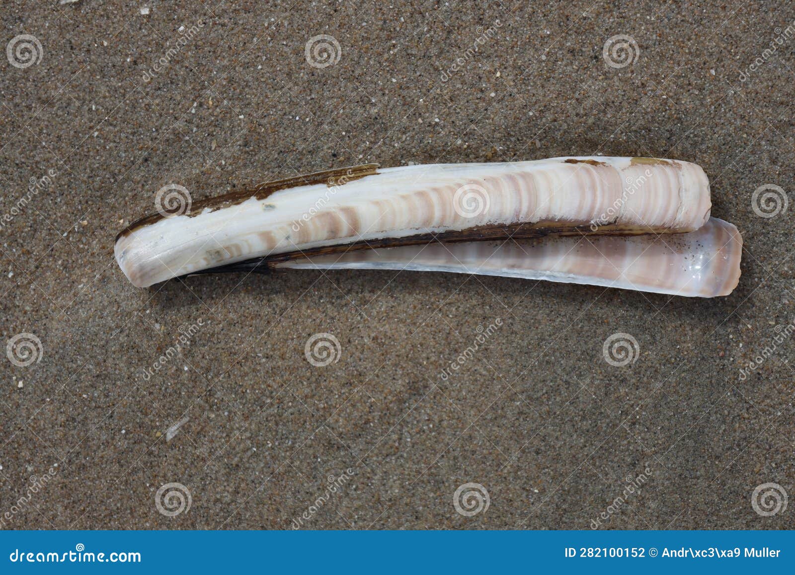 Dunes, Shells and Beach Along the Shore of the North Sea Stock Photo ...