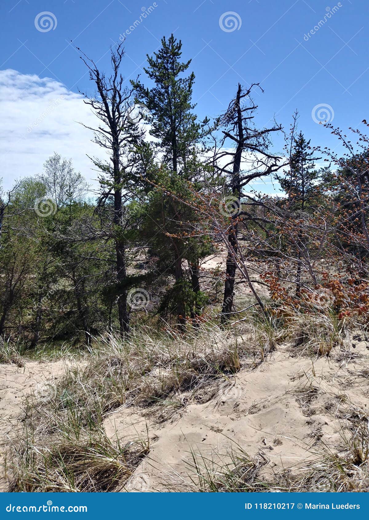 Dunes Field Parity Sand Trees Vegetation Stock Image - Image of field ...