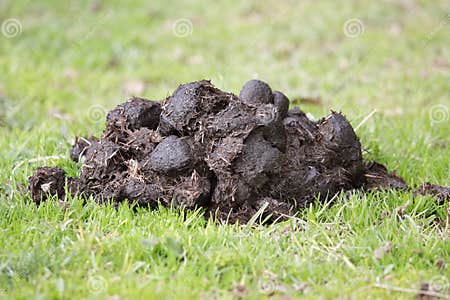 Dung stock image. Image of field, organic, matter, animal - 10446301