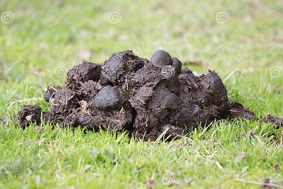 Dung stock image. Image of field, organic, matter, animal - 10446301