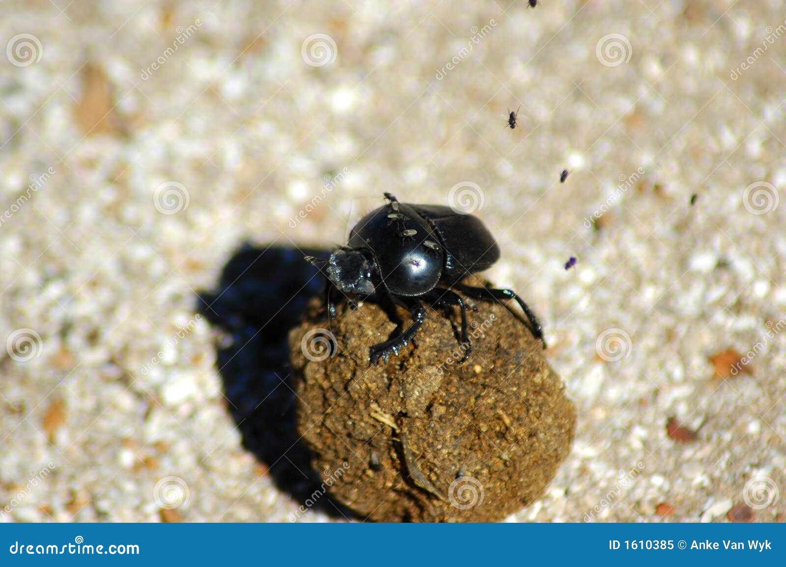 Dung beetle stock image. Image of insect, scarab, excrement - 1610385