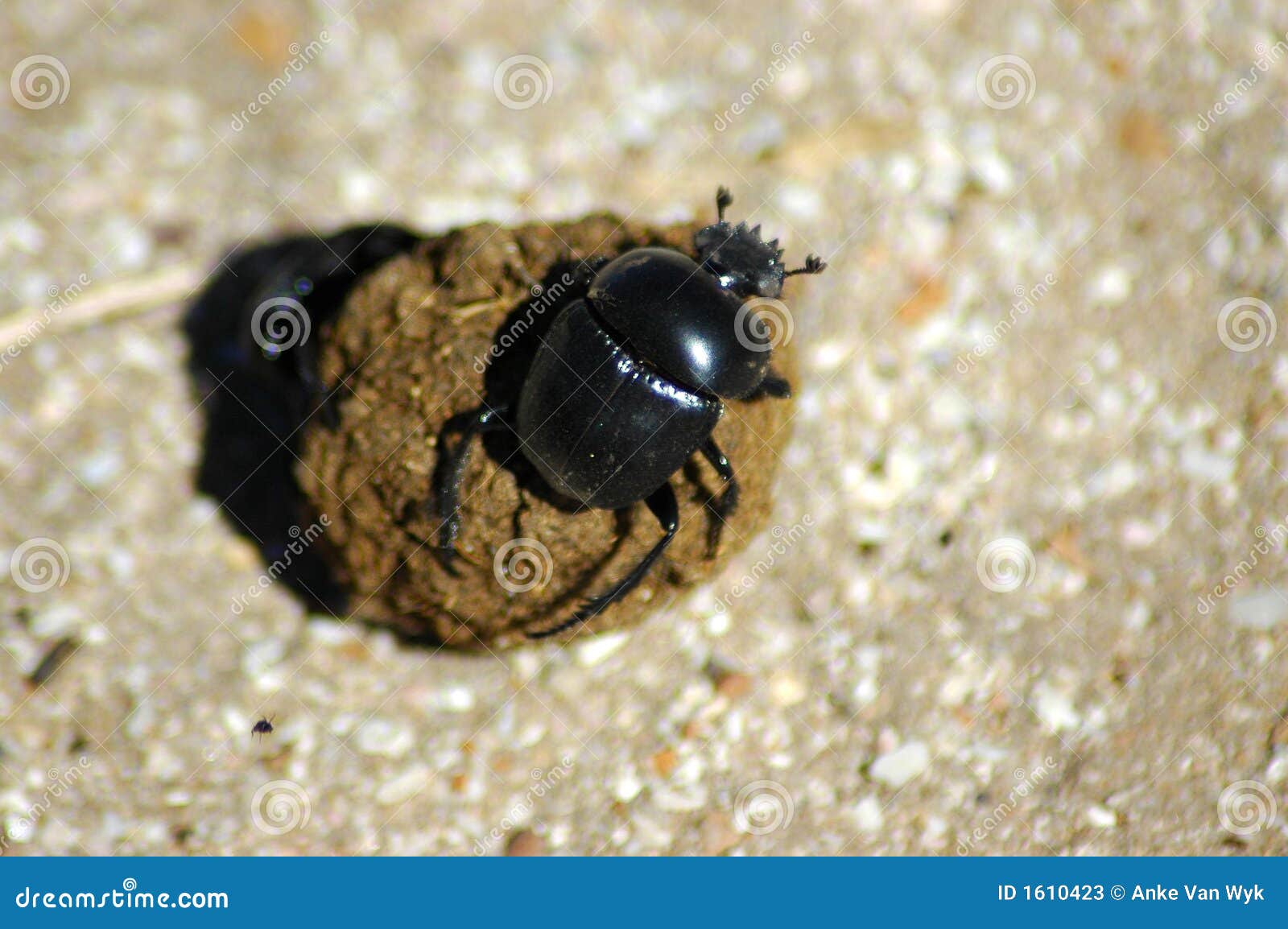 Dung Beetle Rolling Poop On A Rocky Trail Stock Photo | CartoonDealer ...