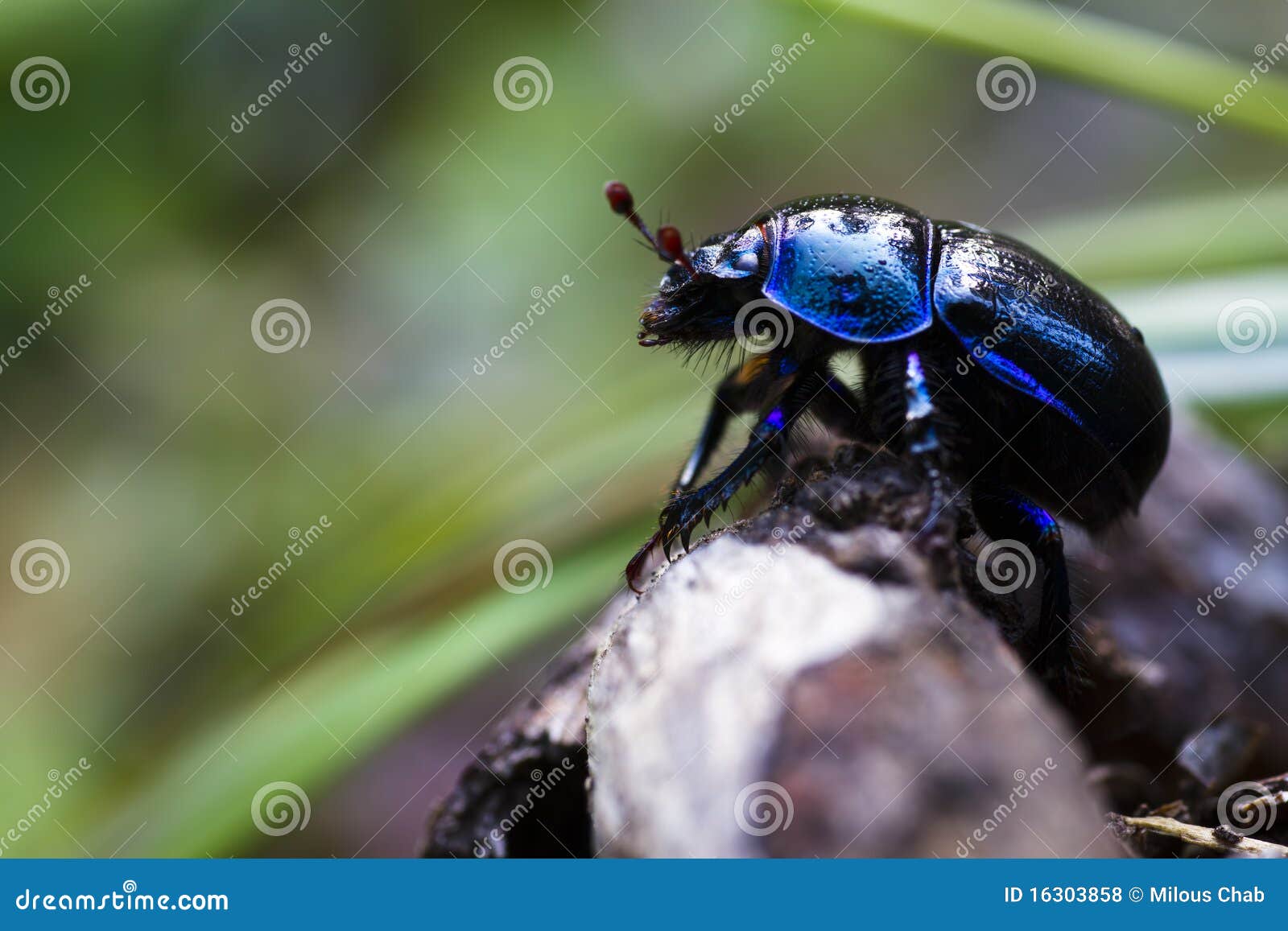 Dung Beetle Rolling Poop On A Rocky Trail Stock Photo | CartoonDealer ...