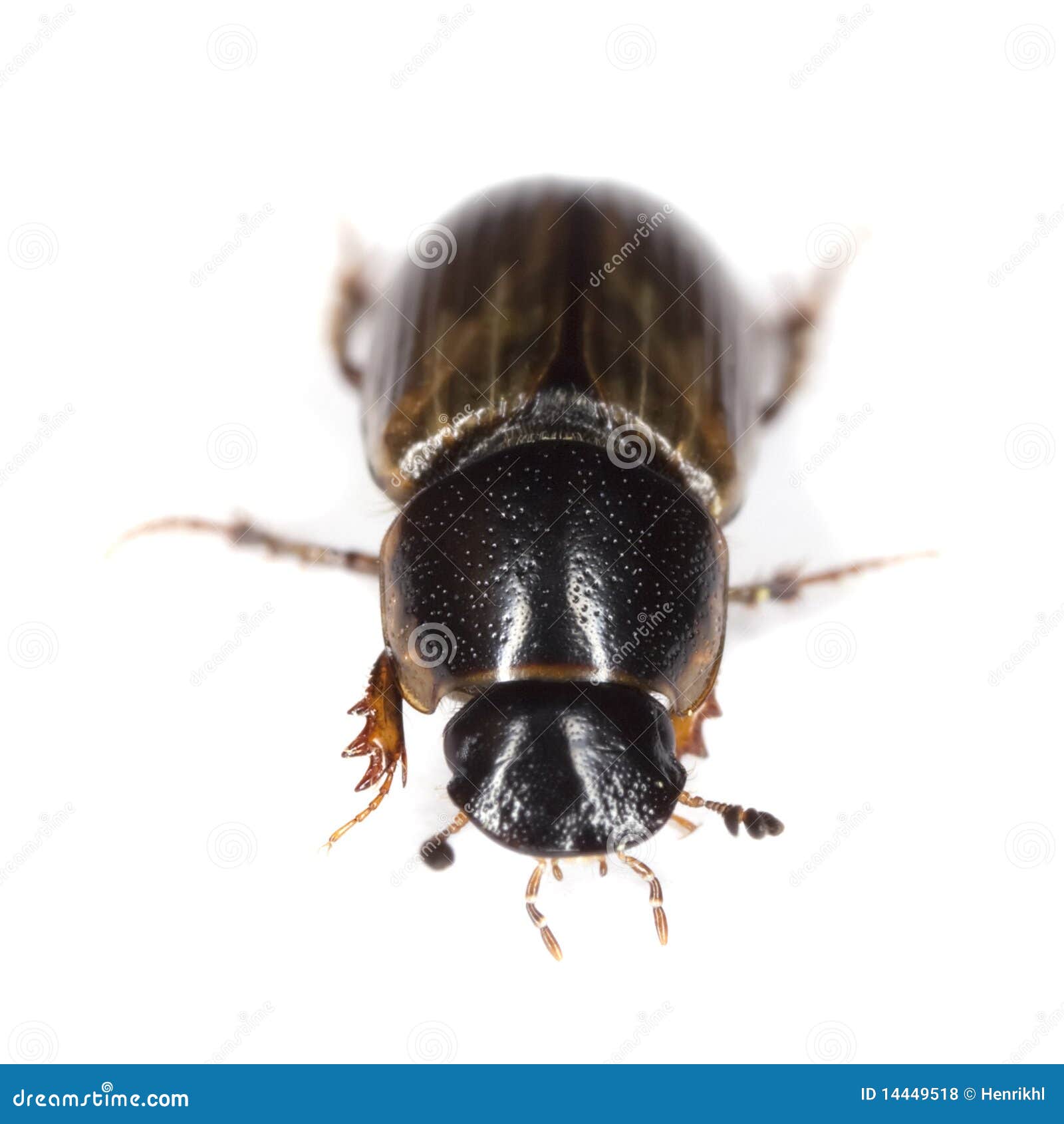 Dung Beetle (Aphodius Prodromus) Isolated on White Stock Photo - Image ...