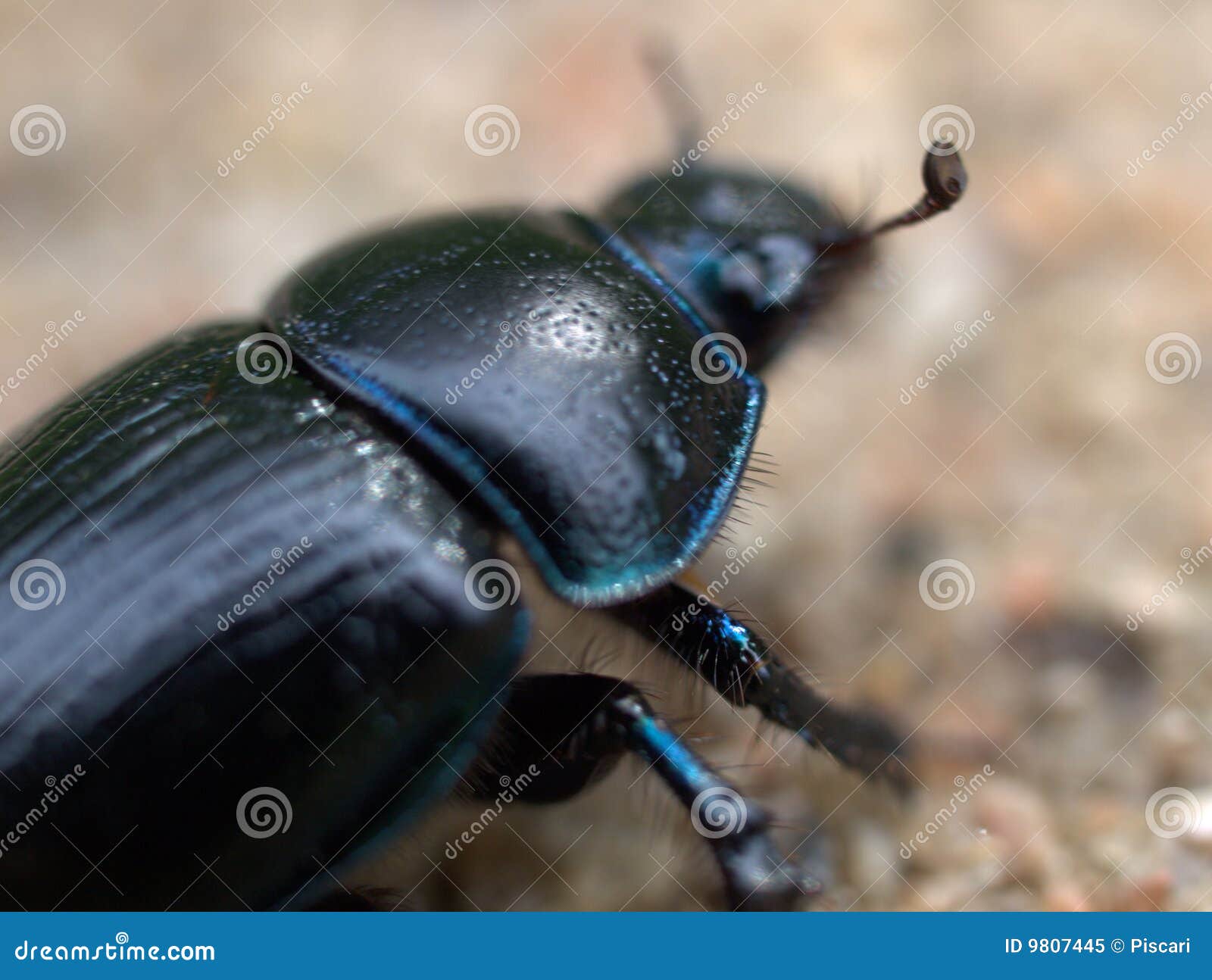 Dung beetle back view stock image. Image of black, dung - 9807445