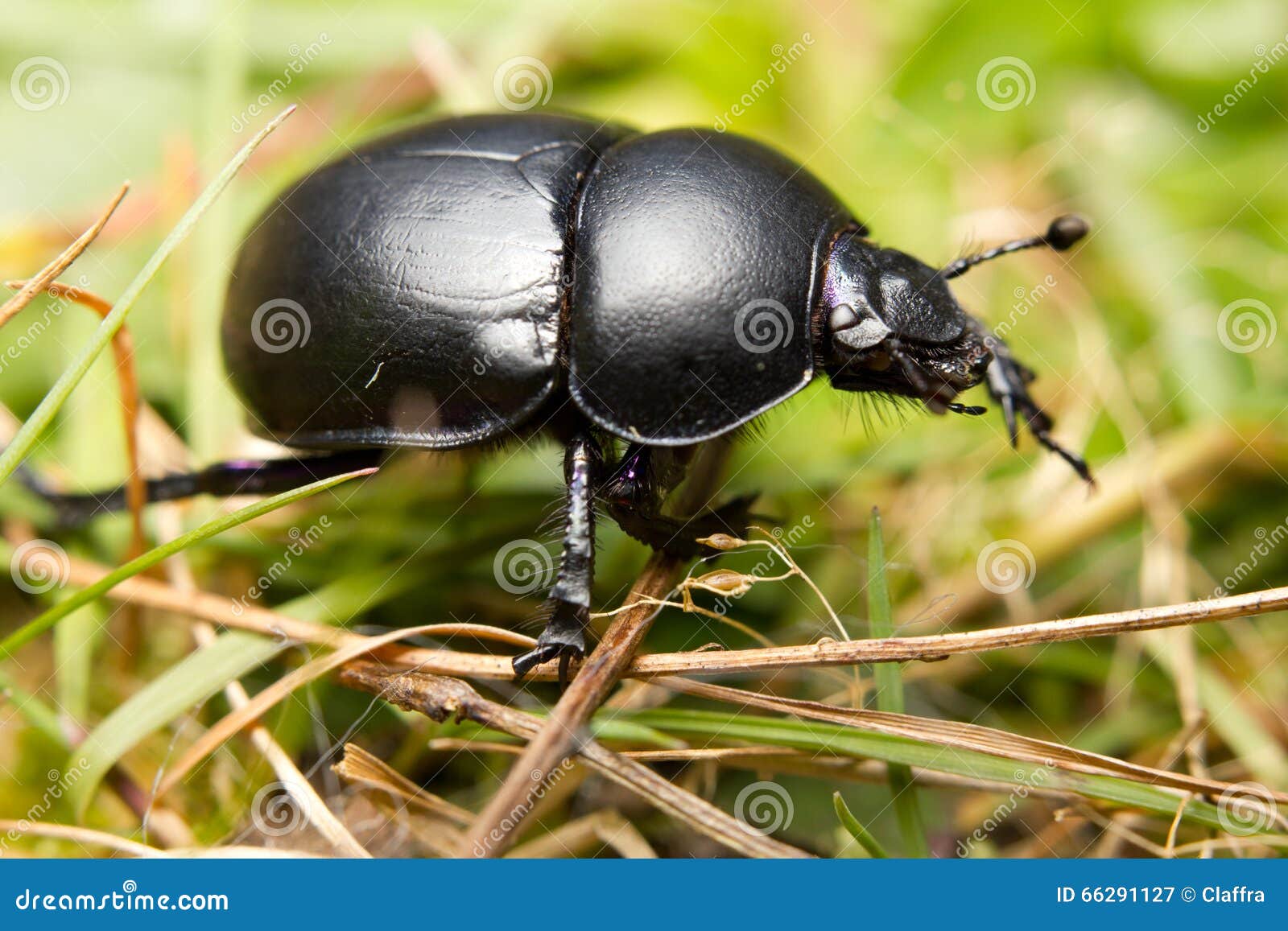 Dung Beetle Rolling Poop On A Rocky Trail Stock Photo | CartoonDealer ...