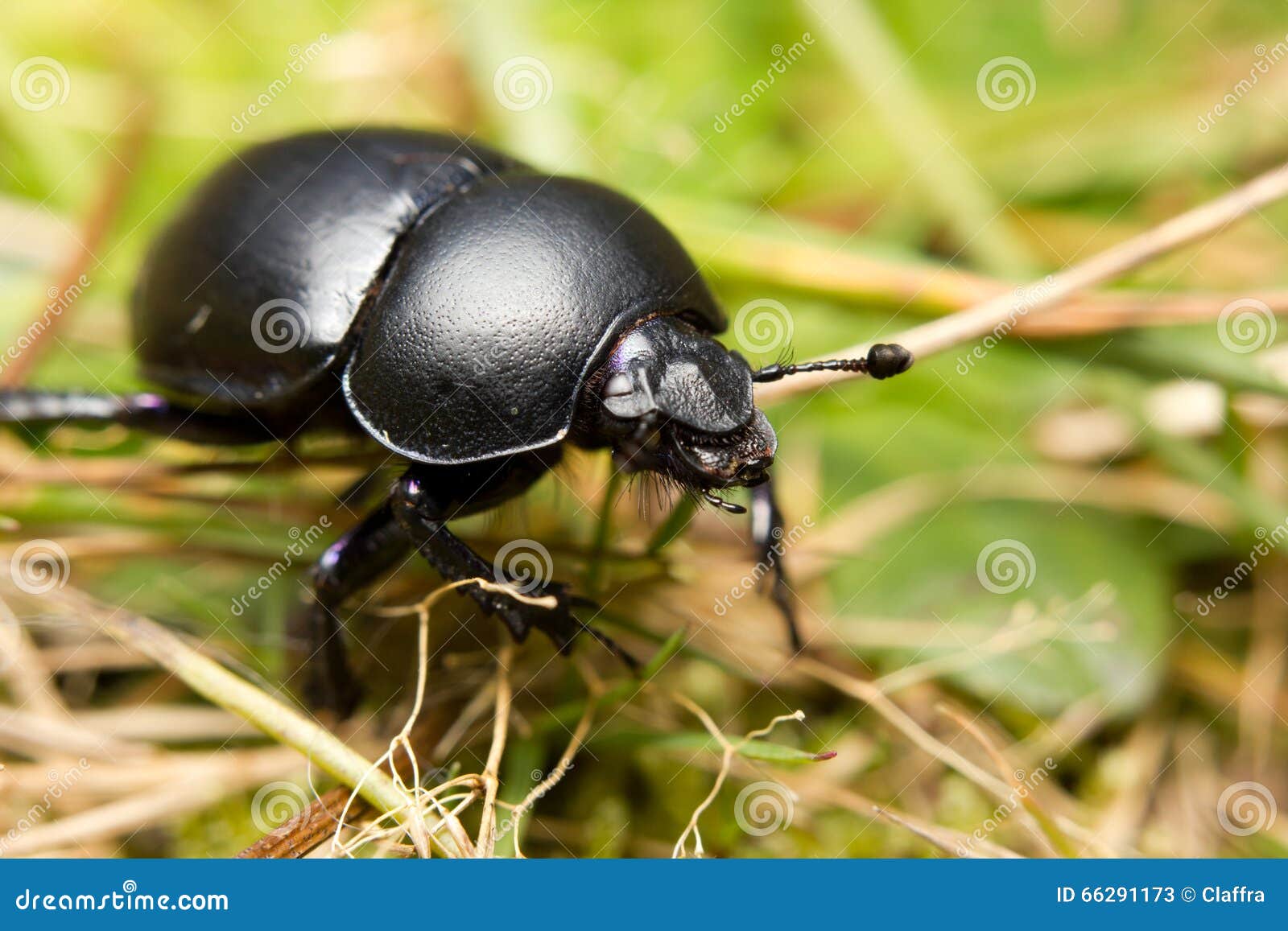 Dung beetle stock image. Image of coleoptera, mushroom - 66291173