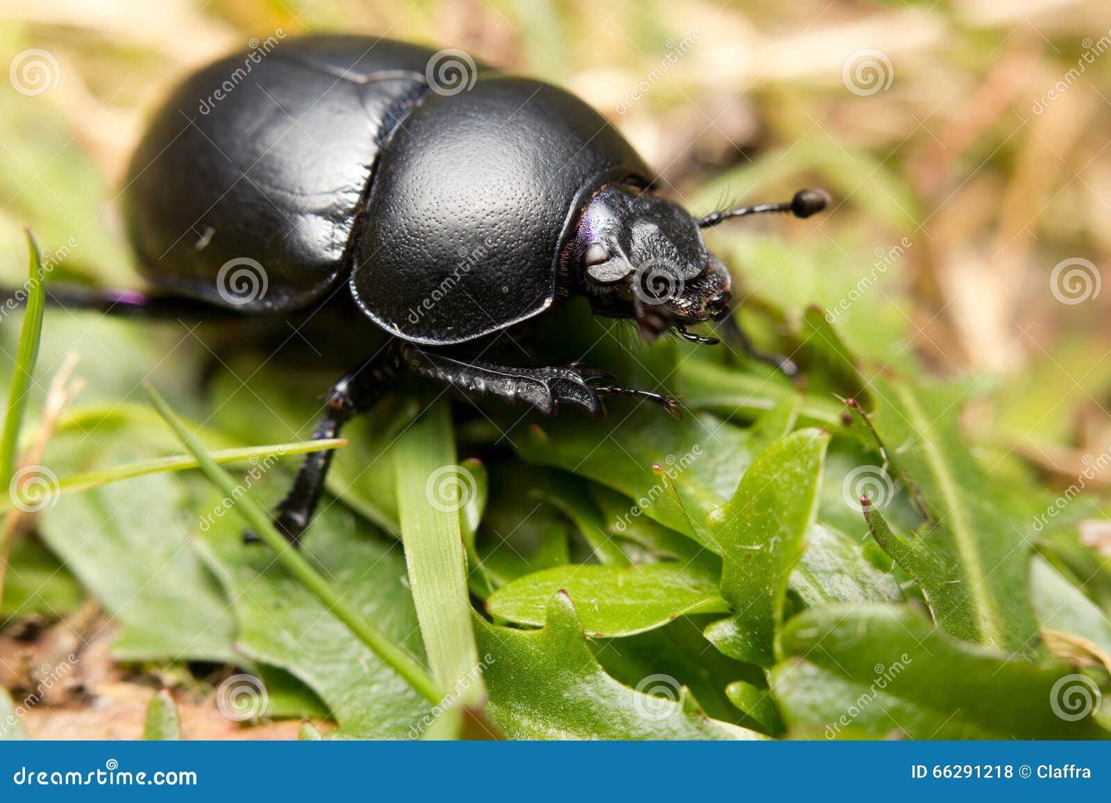 Dung beetle stock photo. Image of geotrupes, fasciculare - 66291218