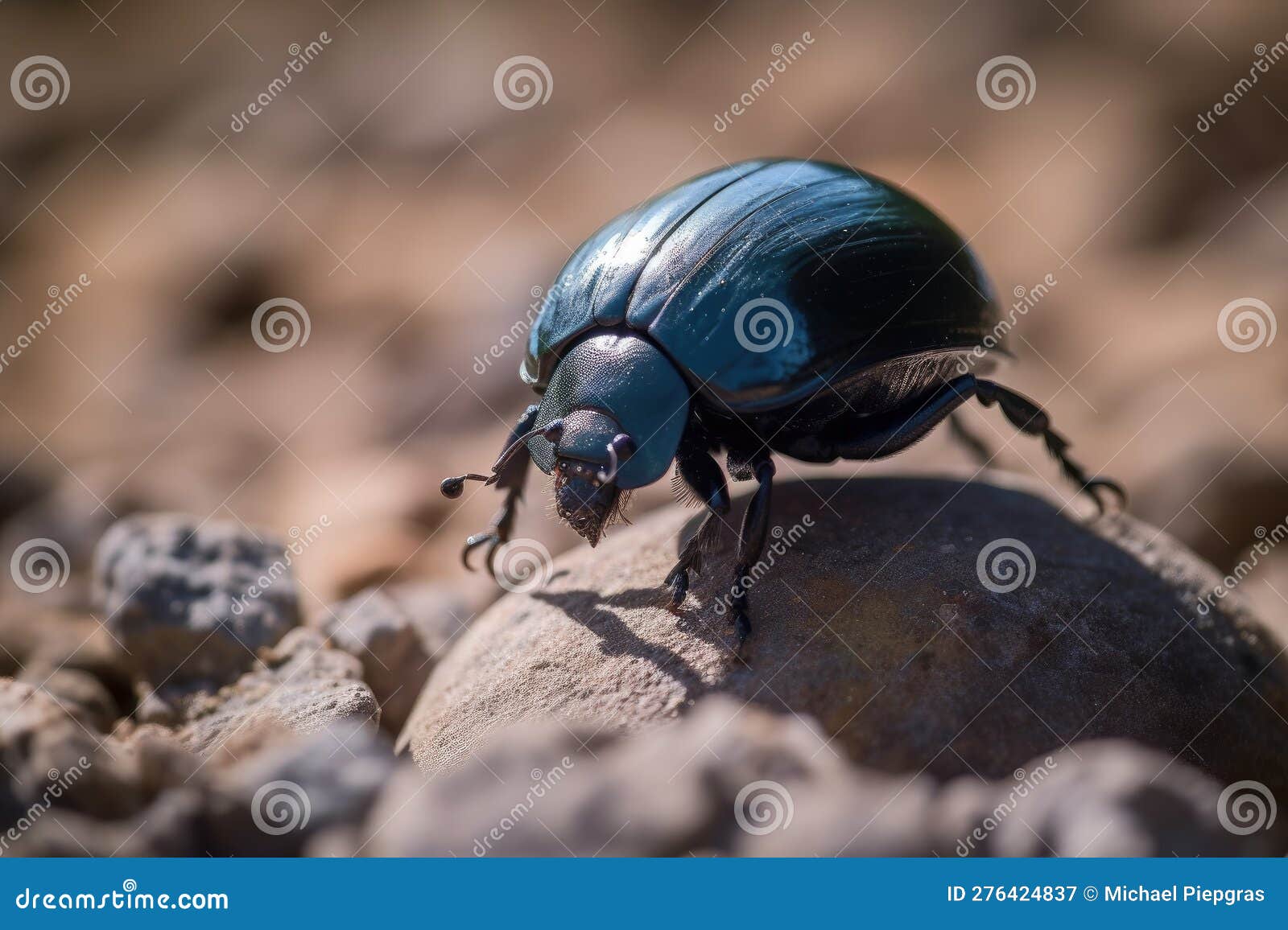 Dung Beetle in a Close Up View Created with Generative AI Technology ...