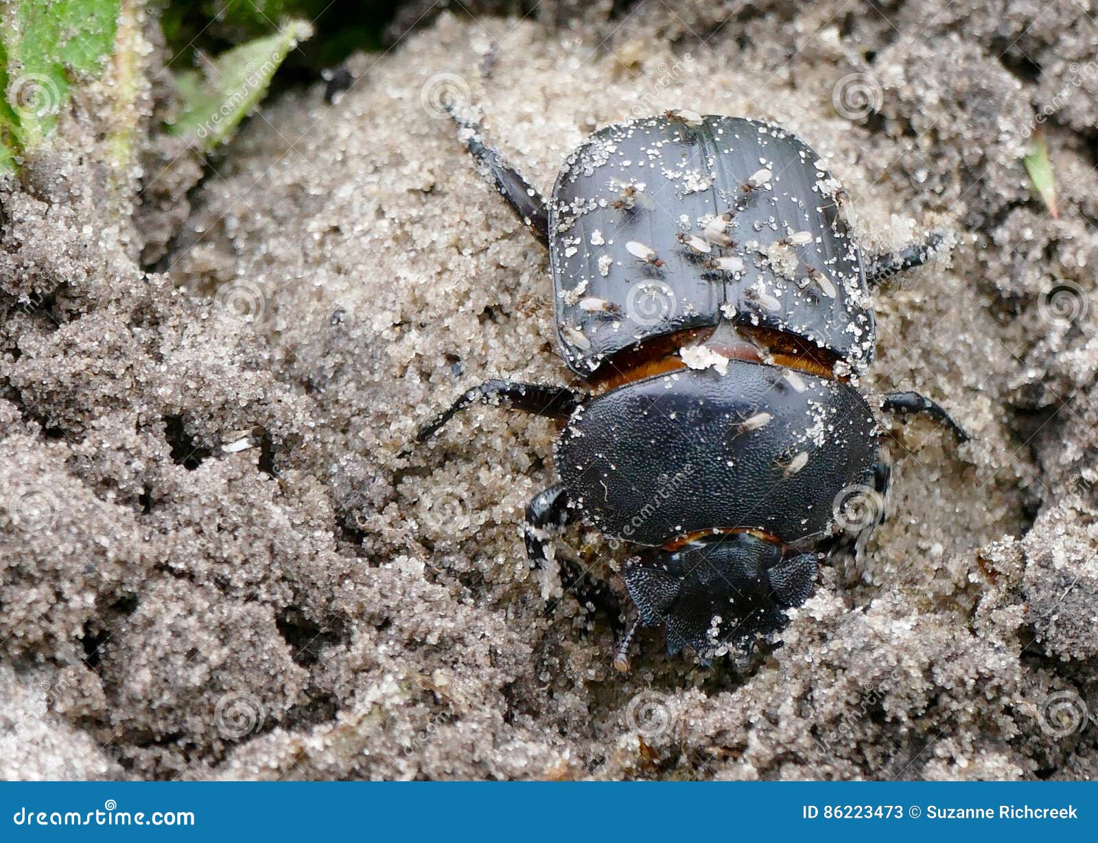 Close Up of Female Dung Beetle Digging with Insects on Exoskeleton ...