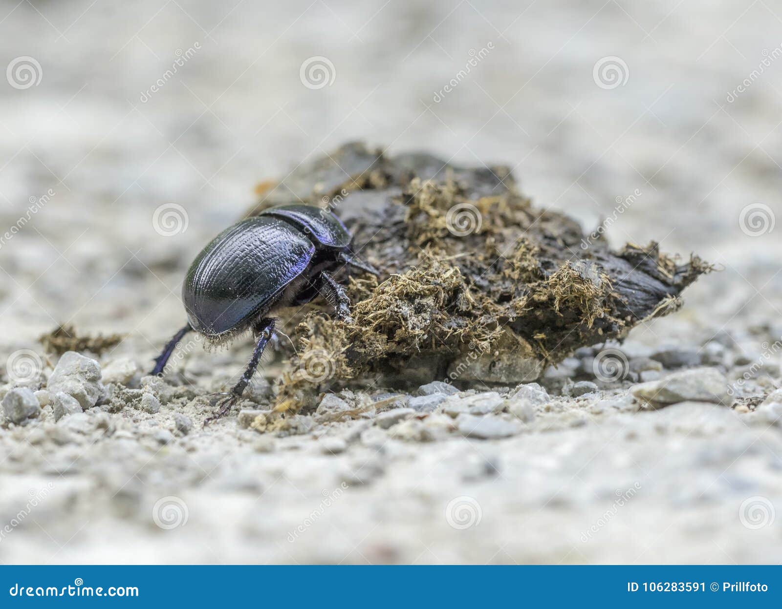 Dung beetle closeup stock image. Image of fauna, black - 106283591