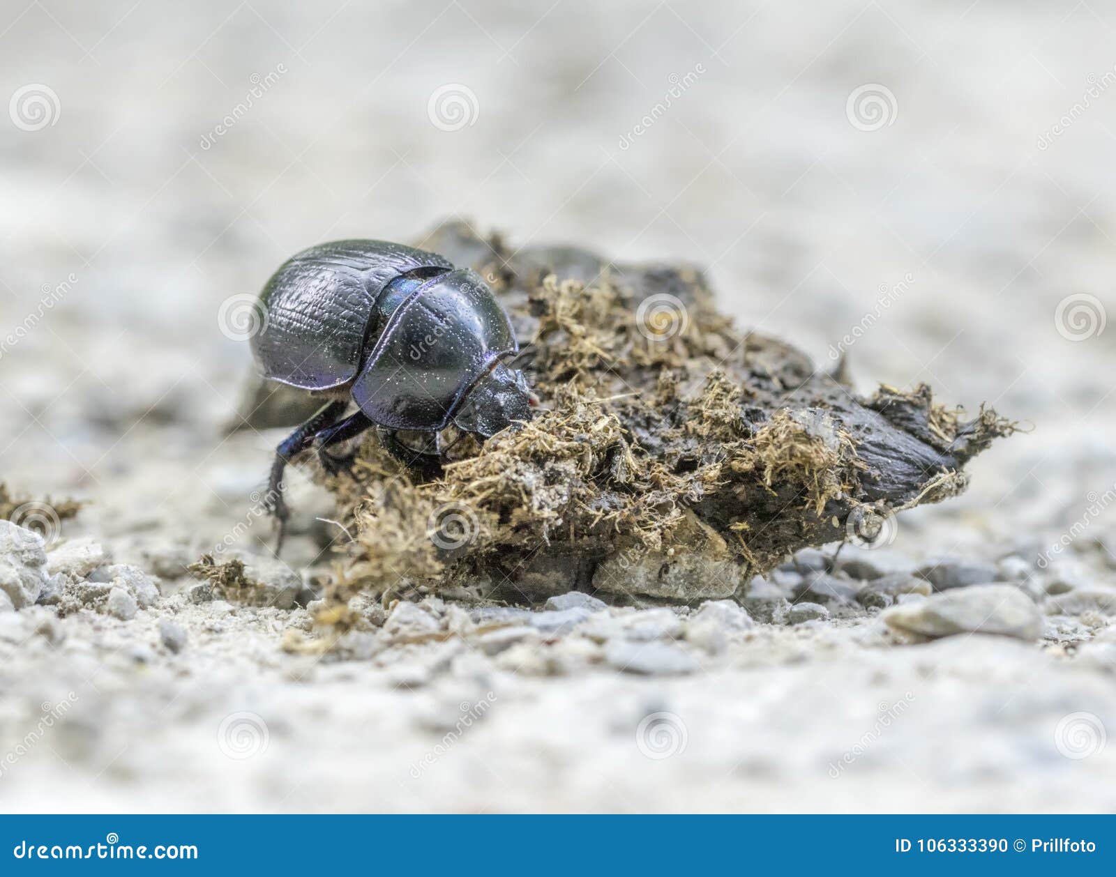 Dung beetle closeup stock photo. Image of detail, iridescent - 106333390