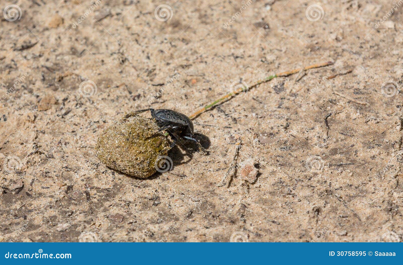 Dung beetle stock image. Image of leader, scenting, dung - 30758595