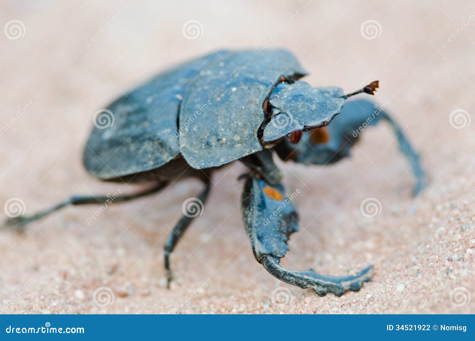 Dung beetle closeup stock photo. Image of insect, primative - 34521922