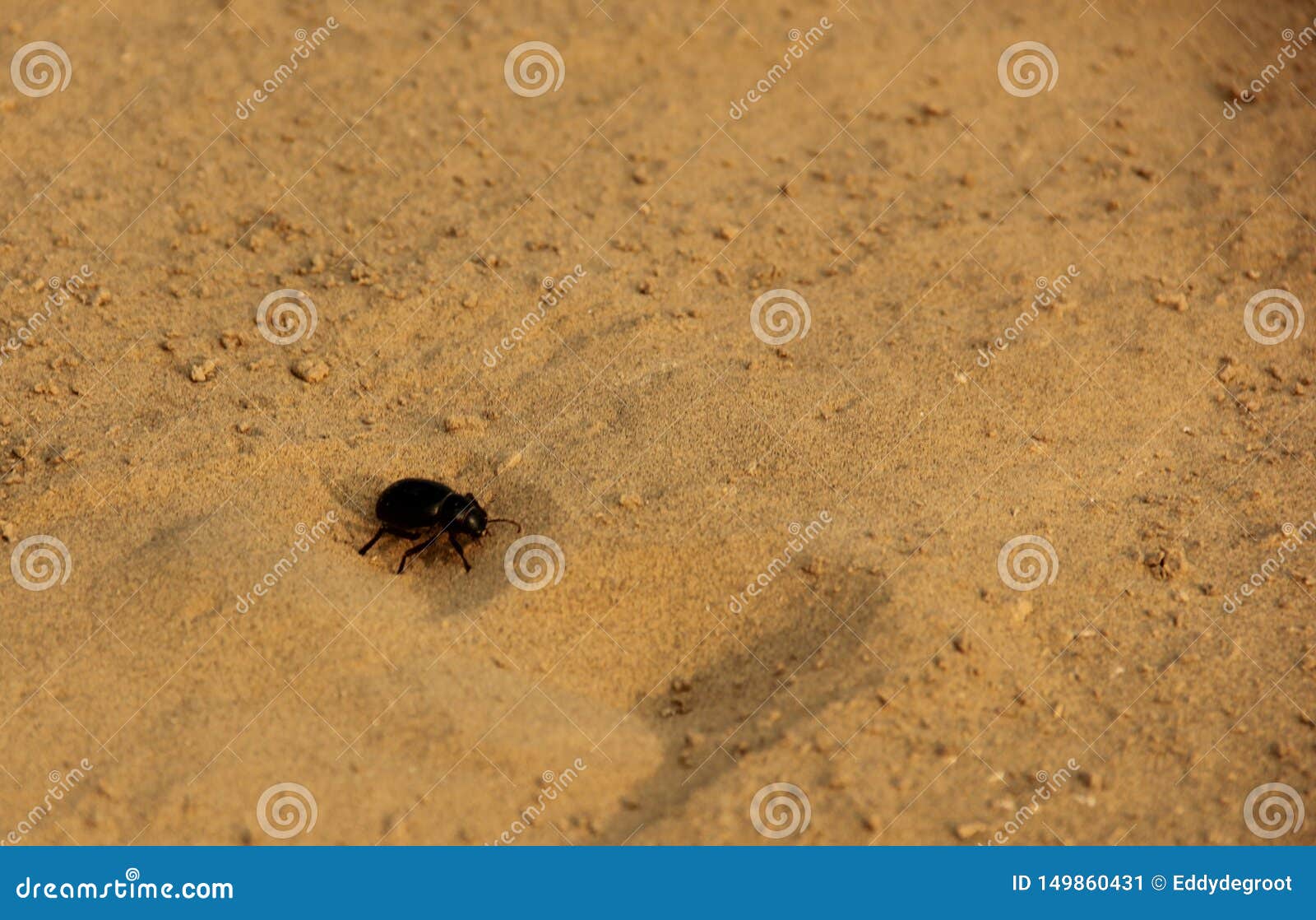 A Dung Beetle in the Desert Stock Image - Image of arthropod, beetle ...