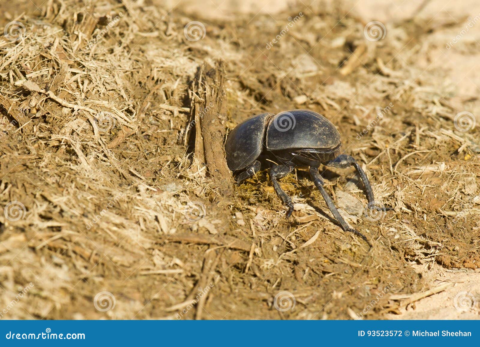 Dung Beetle Digging into Some Elephant Droppings Stock Photo - Image of ...