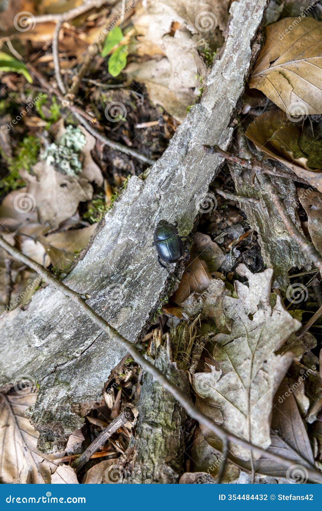 Dung Beetle or the Dumbledore (Geotrupes Stercorarius) Climbing Over ...