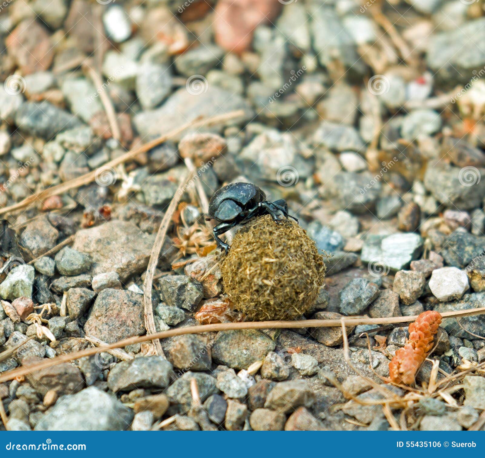Dung Beetle with Dung Ball stock photo. Image of insect - 55435106