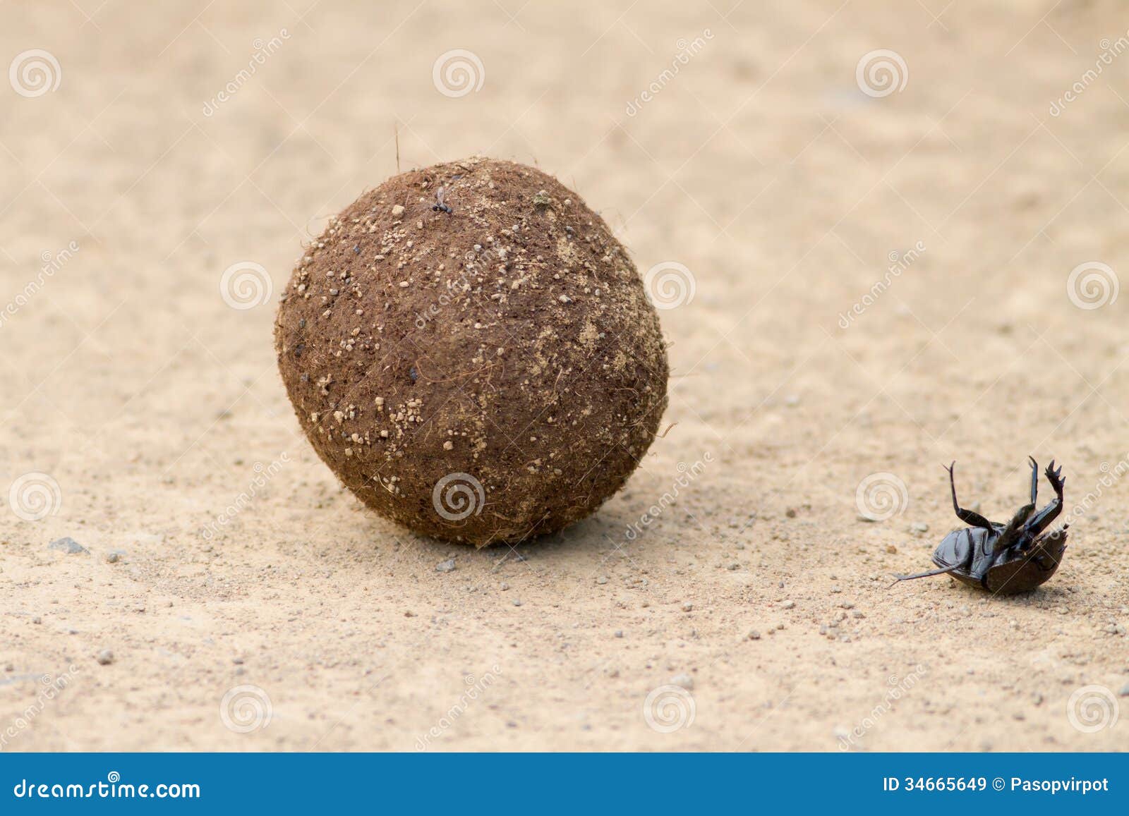 Dung Beetle Fall Off Dung Ball Stock Image - Image of succeed, accident ...