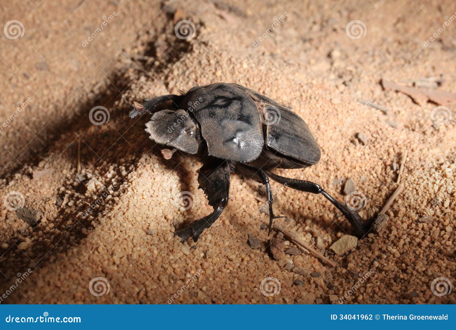 Dung beetle stock photo. Image of entomology, body, arthropod - 34041962