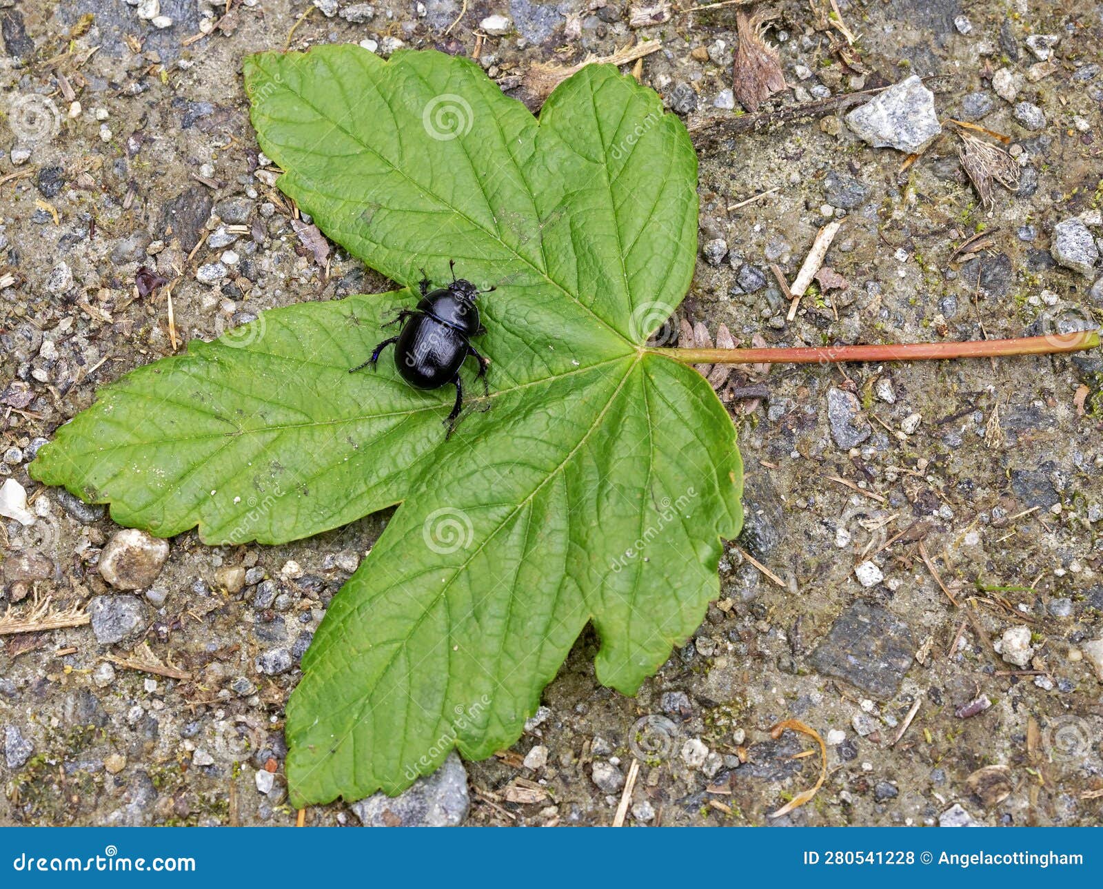Dung Beetle Geotrupes Stercorarius on a Fallen Maple Leaf Stock Photo ...