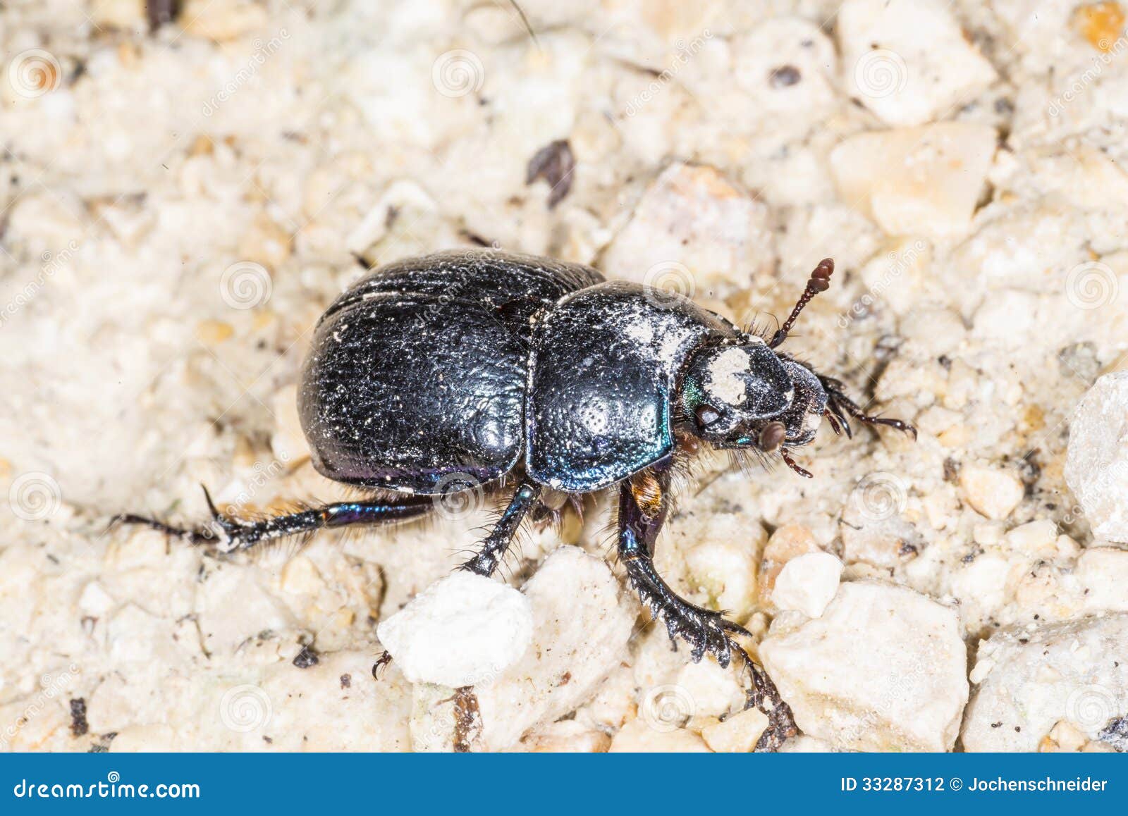 Dor Beetle, Geotrupes Stercorosus Among Moss. Dora Beetle, Geotrupes ...
