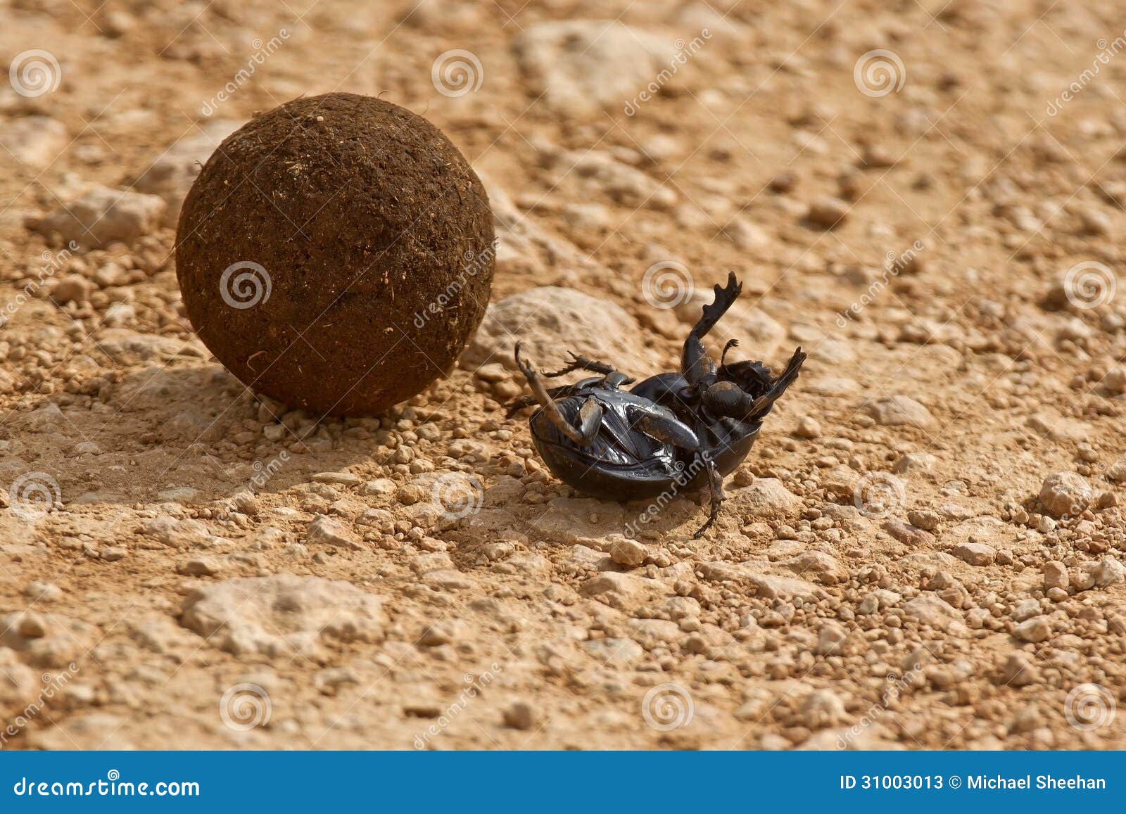 Dung beetle on its back stock image. Image of legs, ball - 31003013