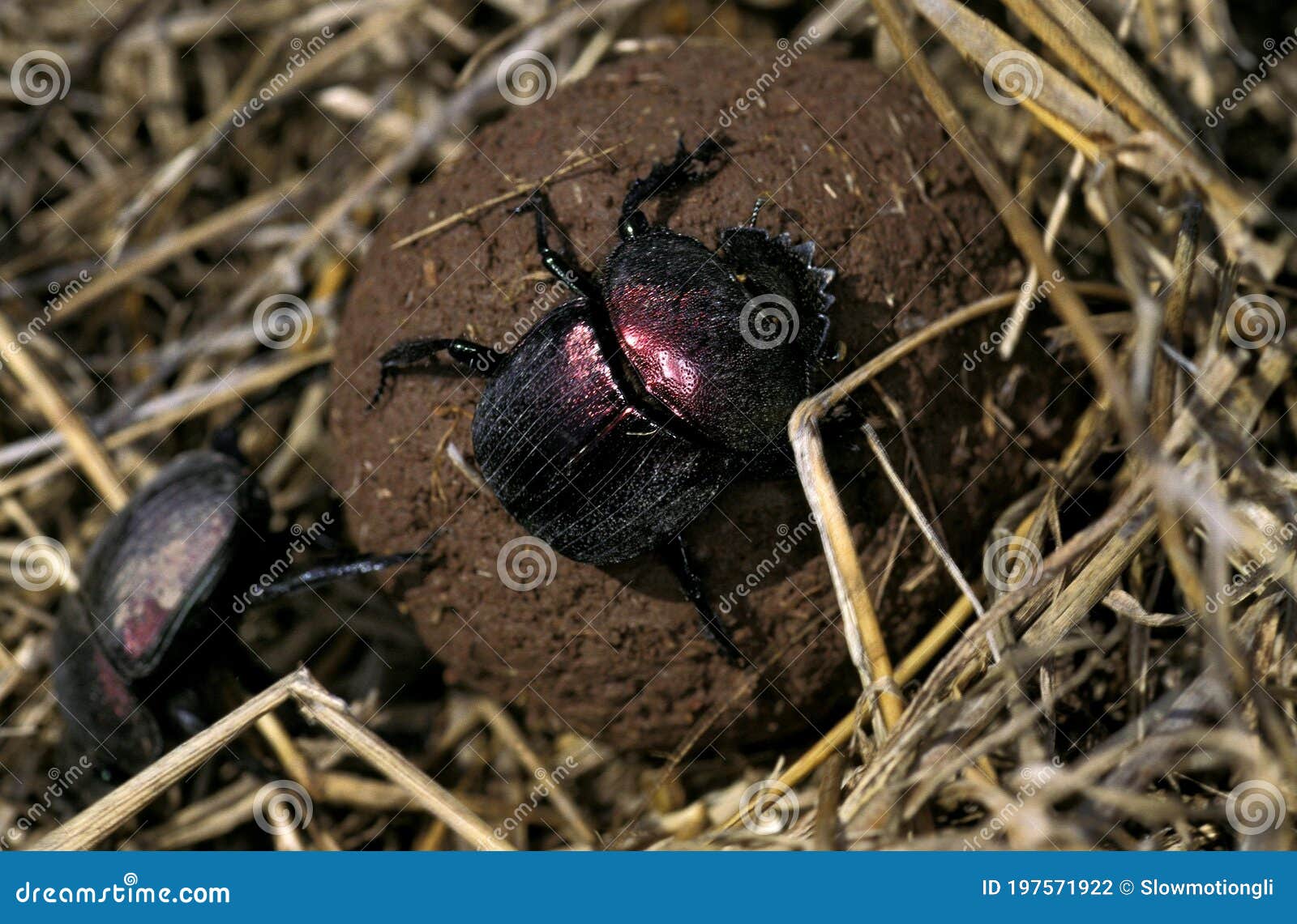 Dung Beetle Rolling Dung Ball, Kenya Stock Photo - Image of animals ...