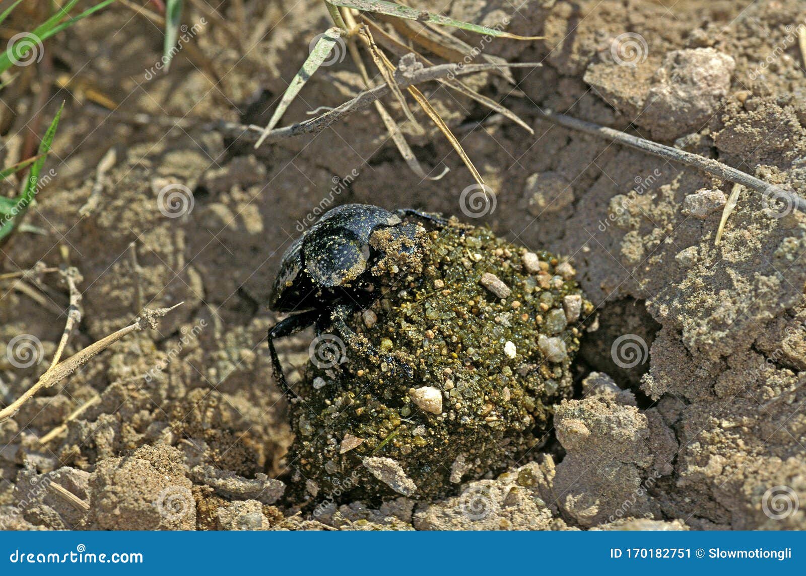 BOUSIER stock image. Image of insect, coleoptera, individual - 170182751