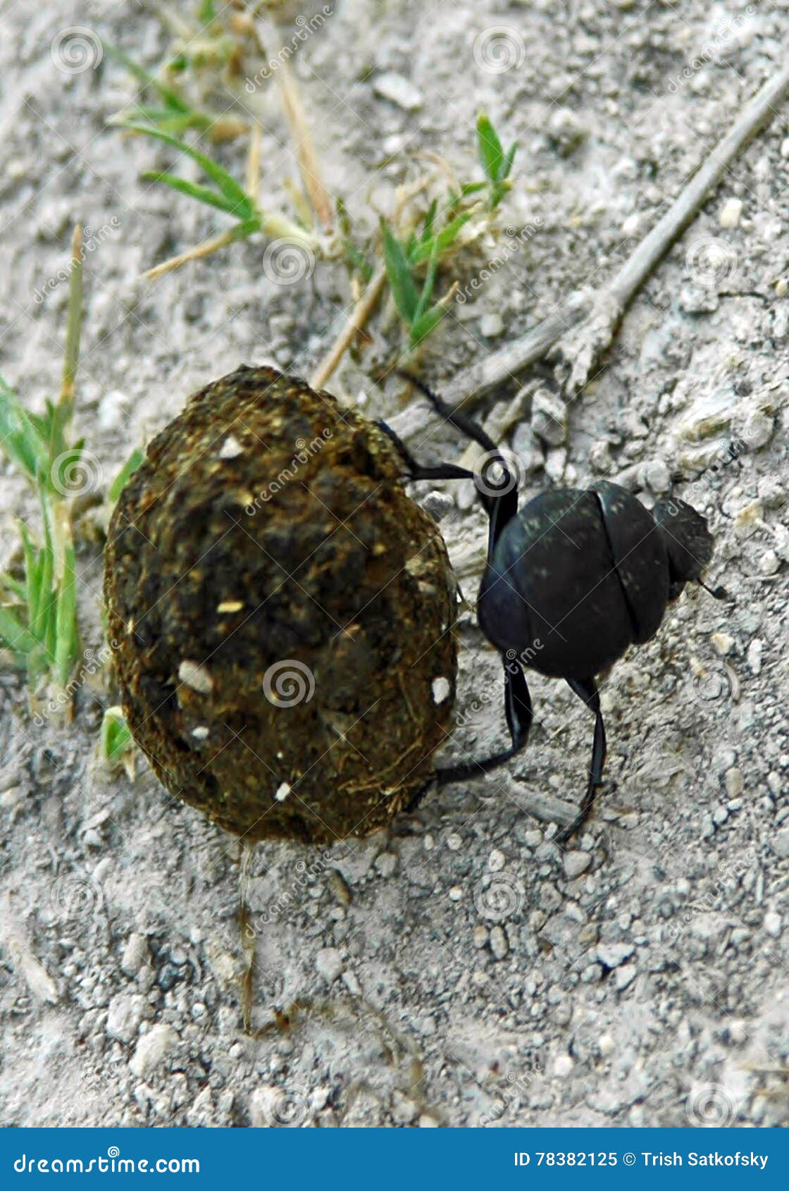 Dung Beetle Rolling Dung into Hole Stock Image - Image of brown, ball ...