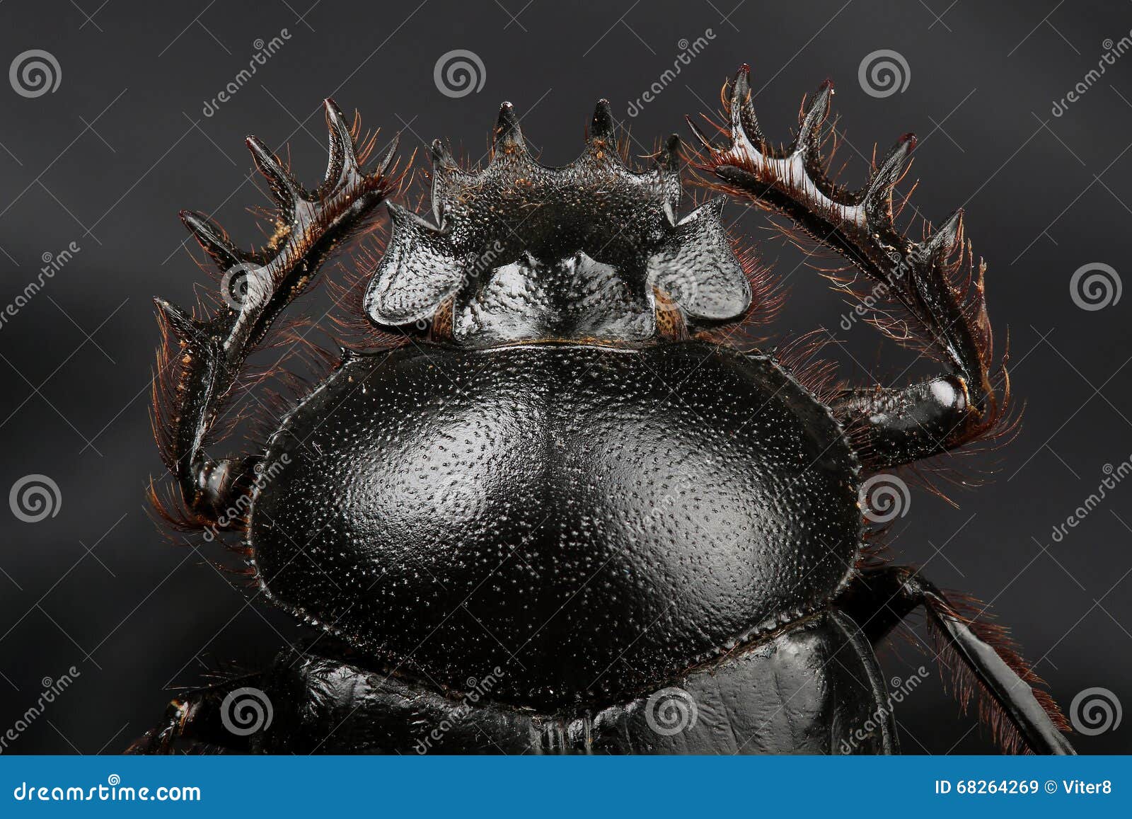 Dung Beetle (Scarabeus Sacer) Stock Image - Image of closeup, close ...