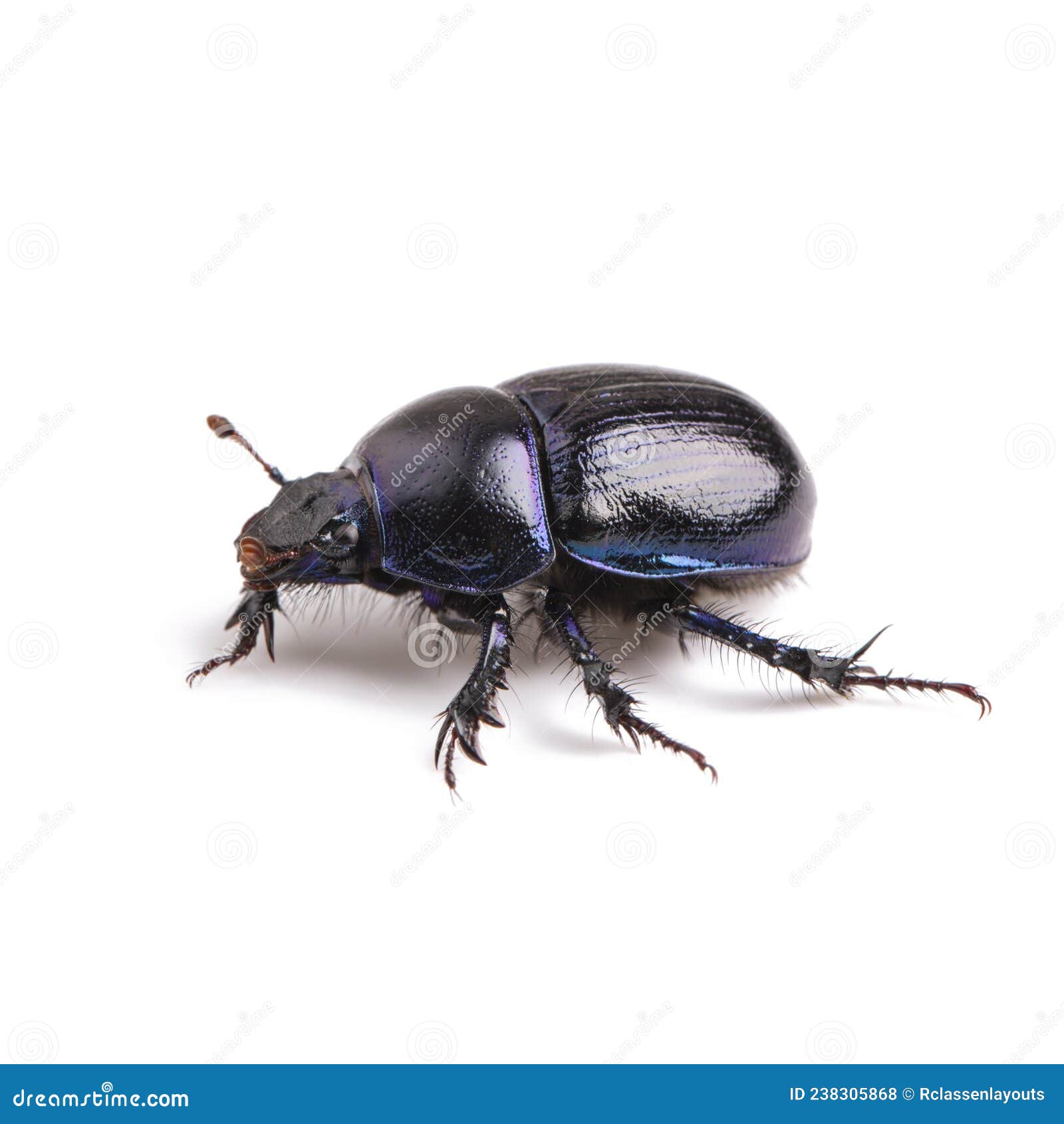 Dung Beetle Violet Black on White Background Stock Photo - Image of ...