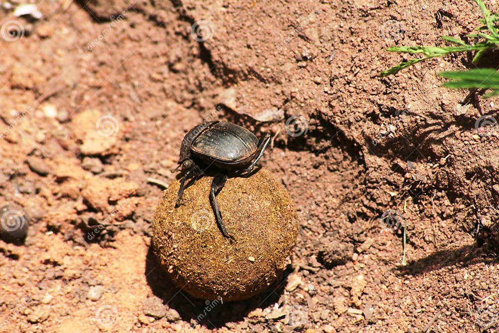 Dung Beetle at Work stock image. Image of work, ball - 24255567