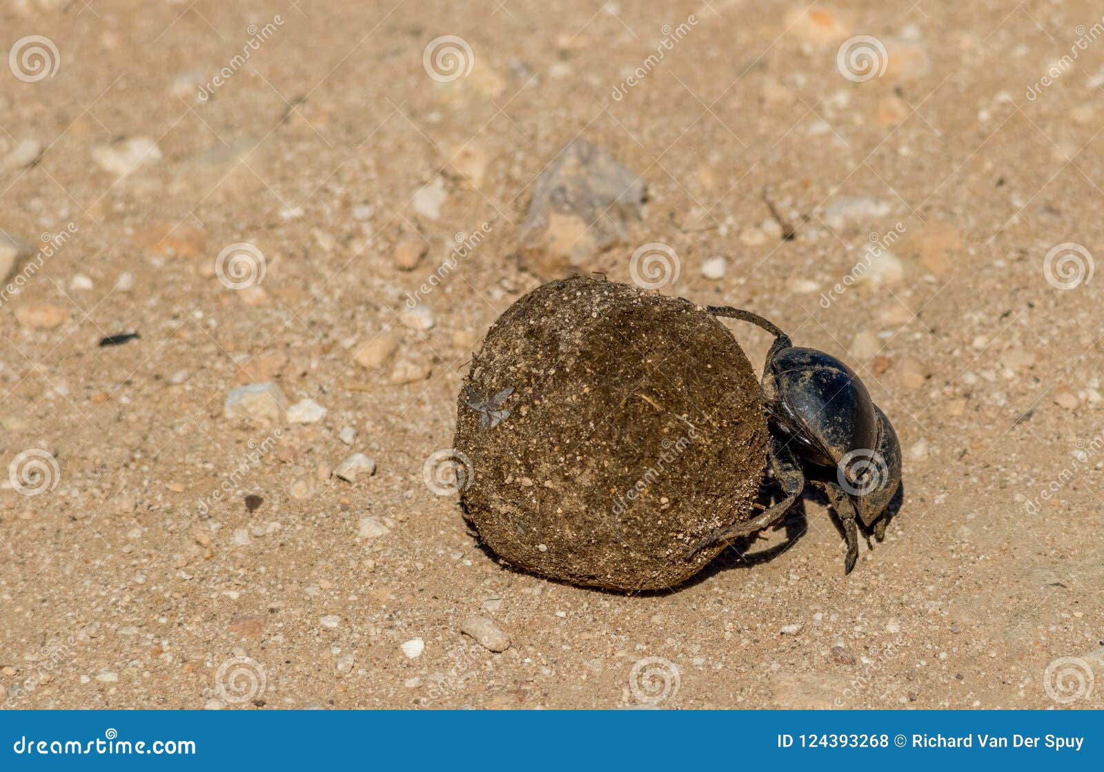 A Dung Beetle at Work Rolling Dung Stock Photo - Image of education ...