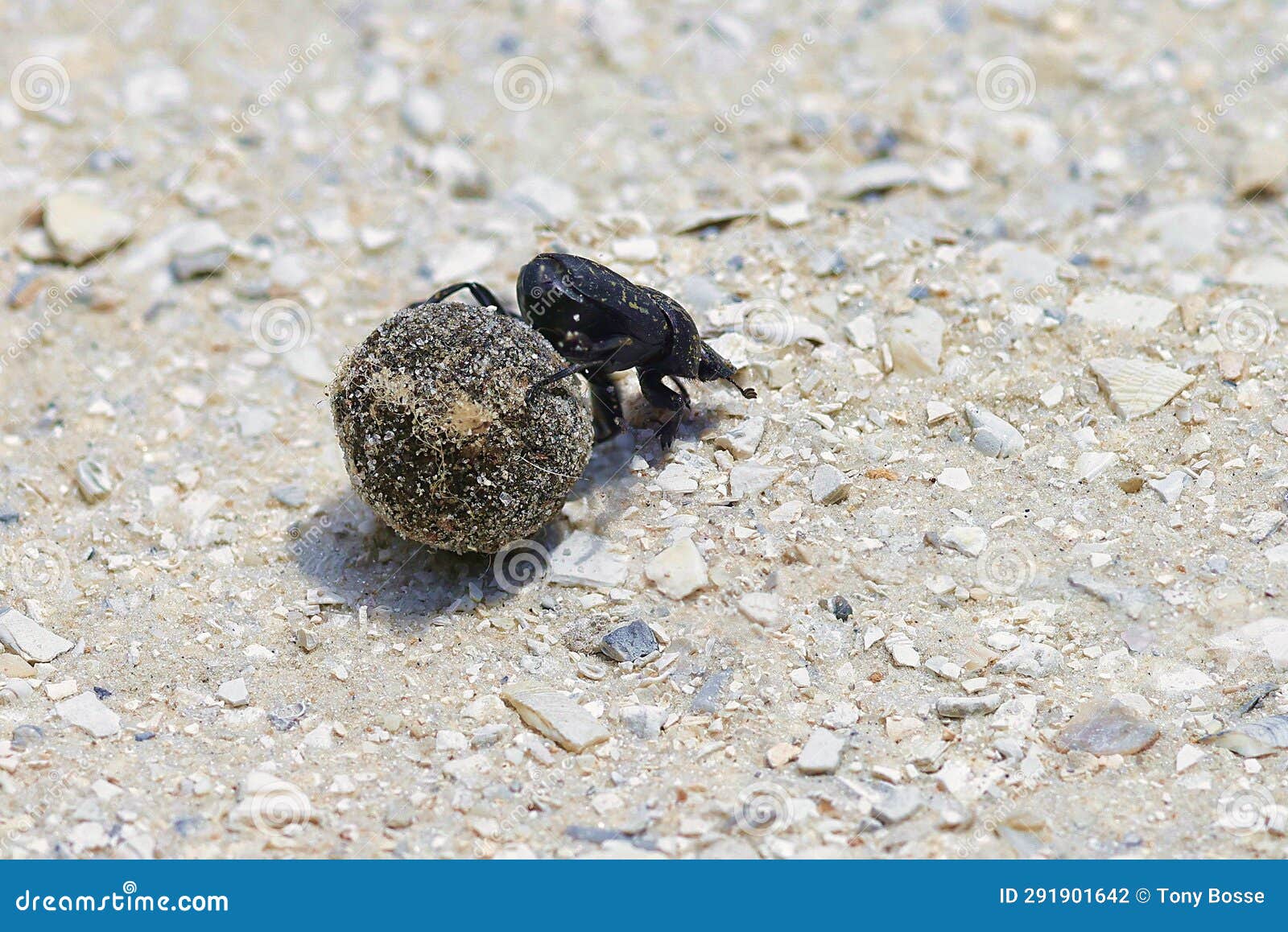 Dung Beetle Working Hard stock photo. Image of wildlife - 291901642