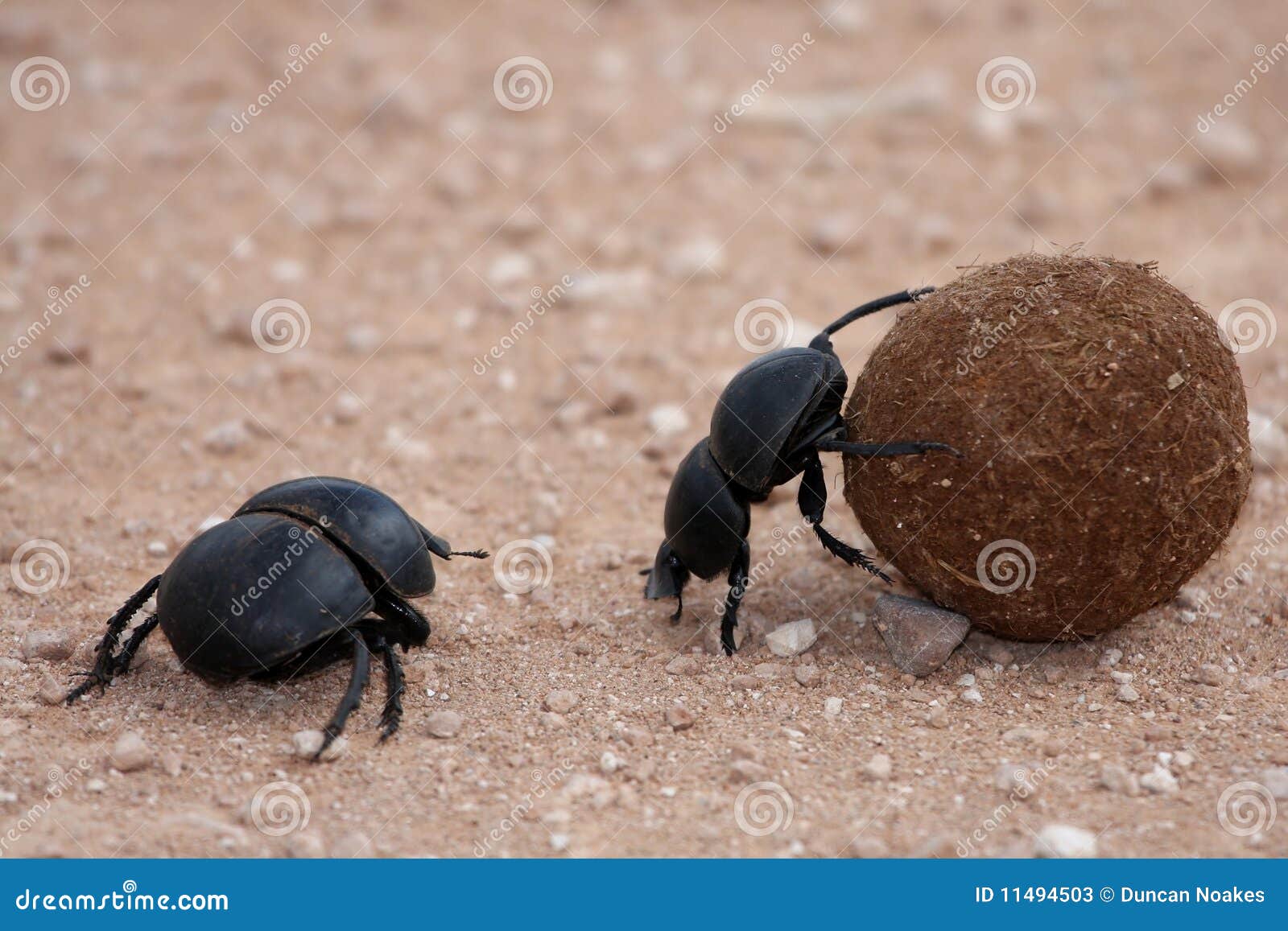 Dung Beetles stock image. Image of ground, mates, beetle - 11494503
