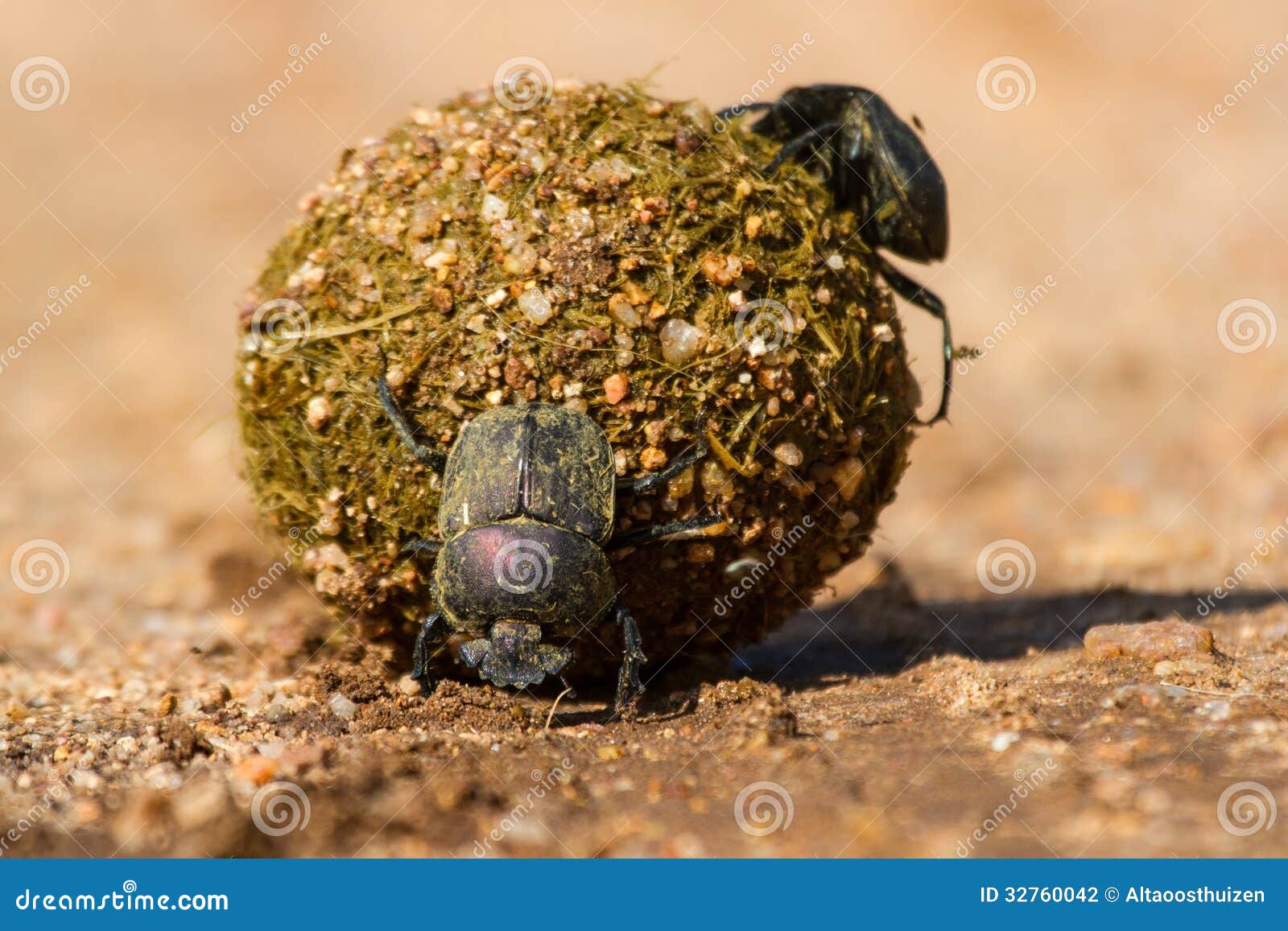 Dung Beetles Rolling Their Ball with Eggs Inside Stock Photo - Image of ...