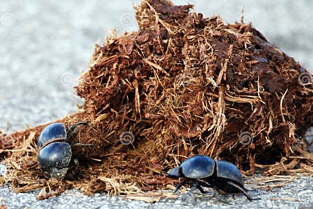Dung Beetles at work stock image. Image of insect, scarab - 12455689