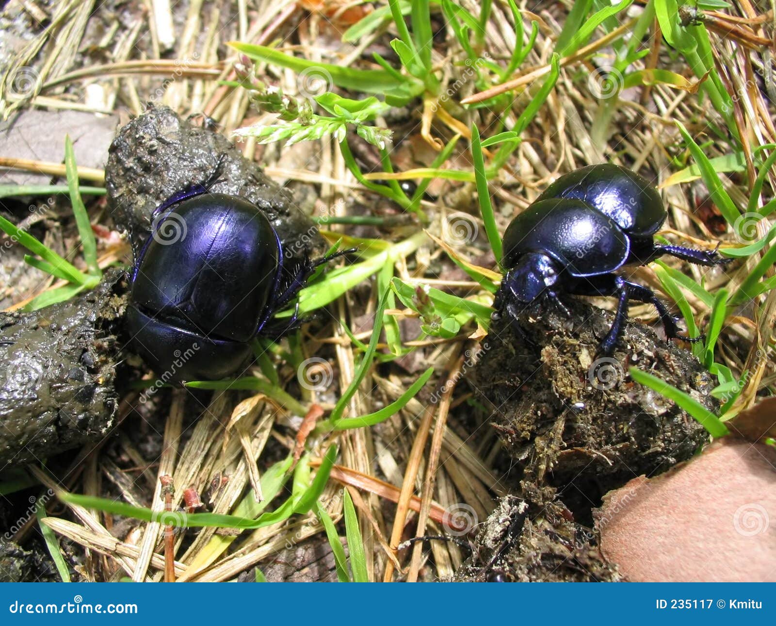 Dung beetles working stock image. Image of animal, feeler - 235117