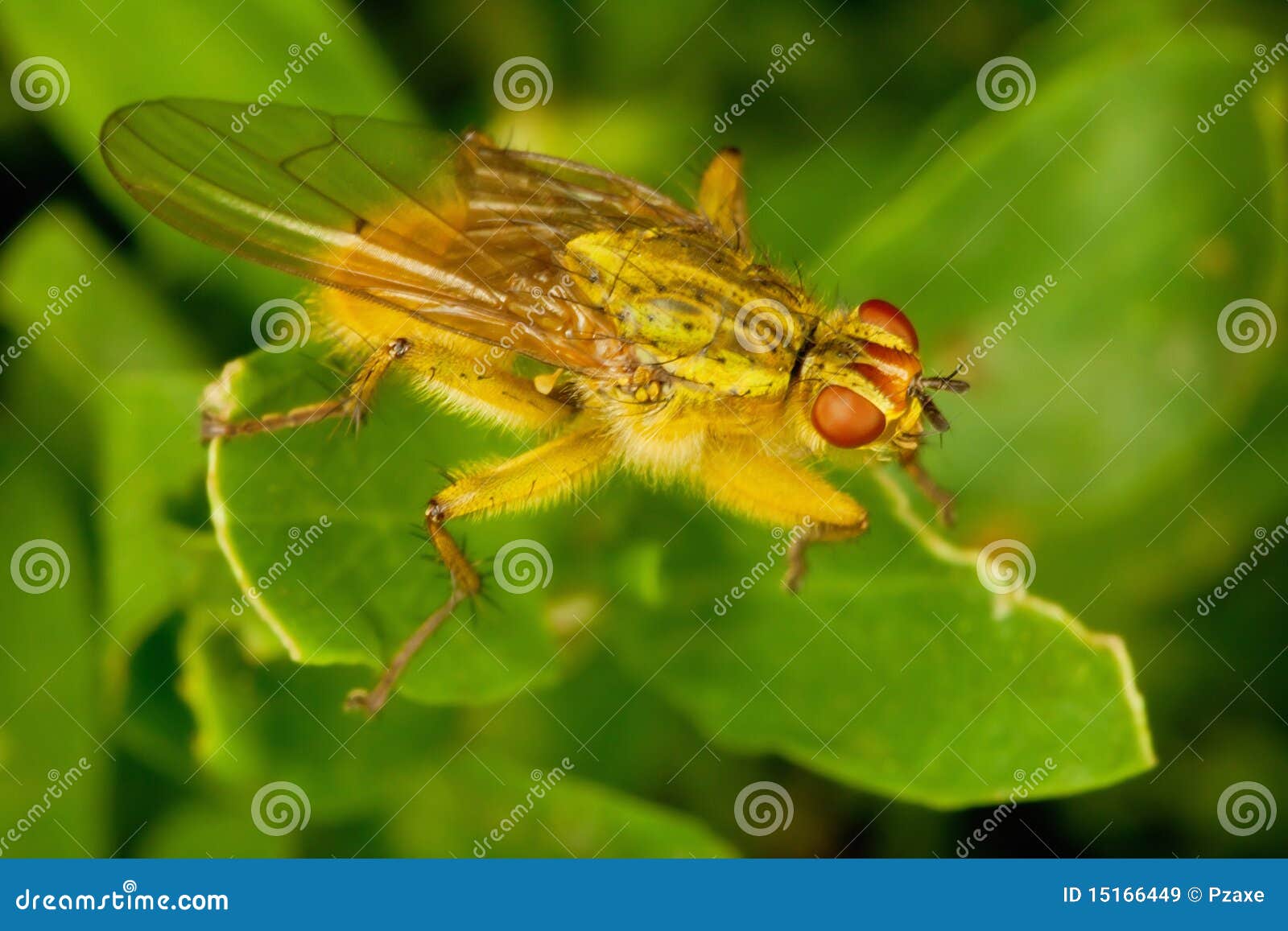 Dung Fly stock image. Image of macro, loathsome, disgusting - 15166449
