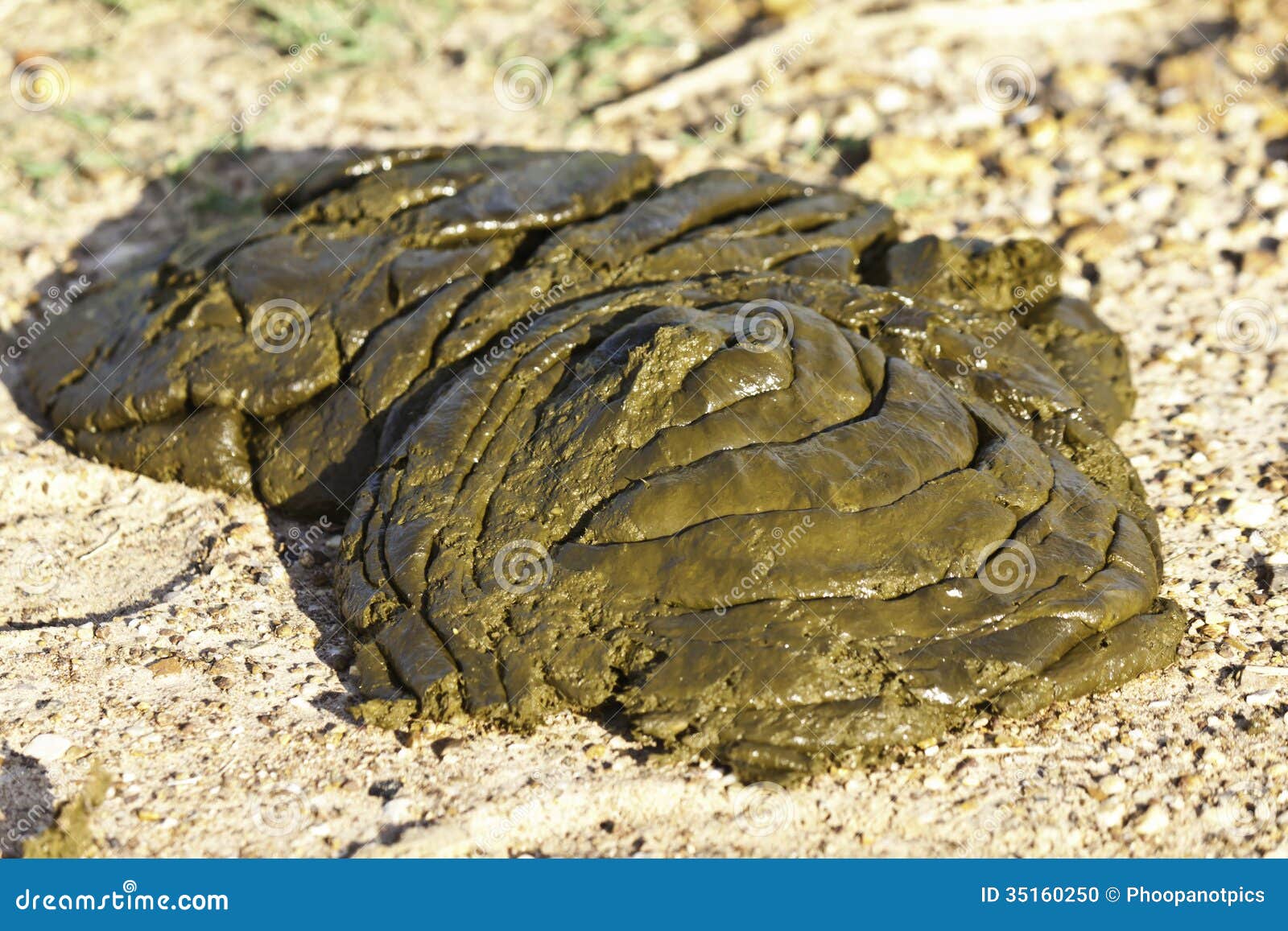 Buffalo Dung Stock Photo | CartoonDealer.com #41443290