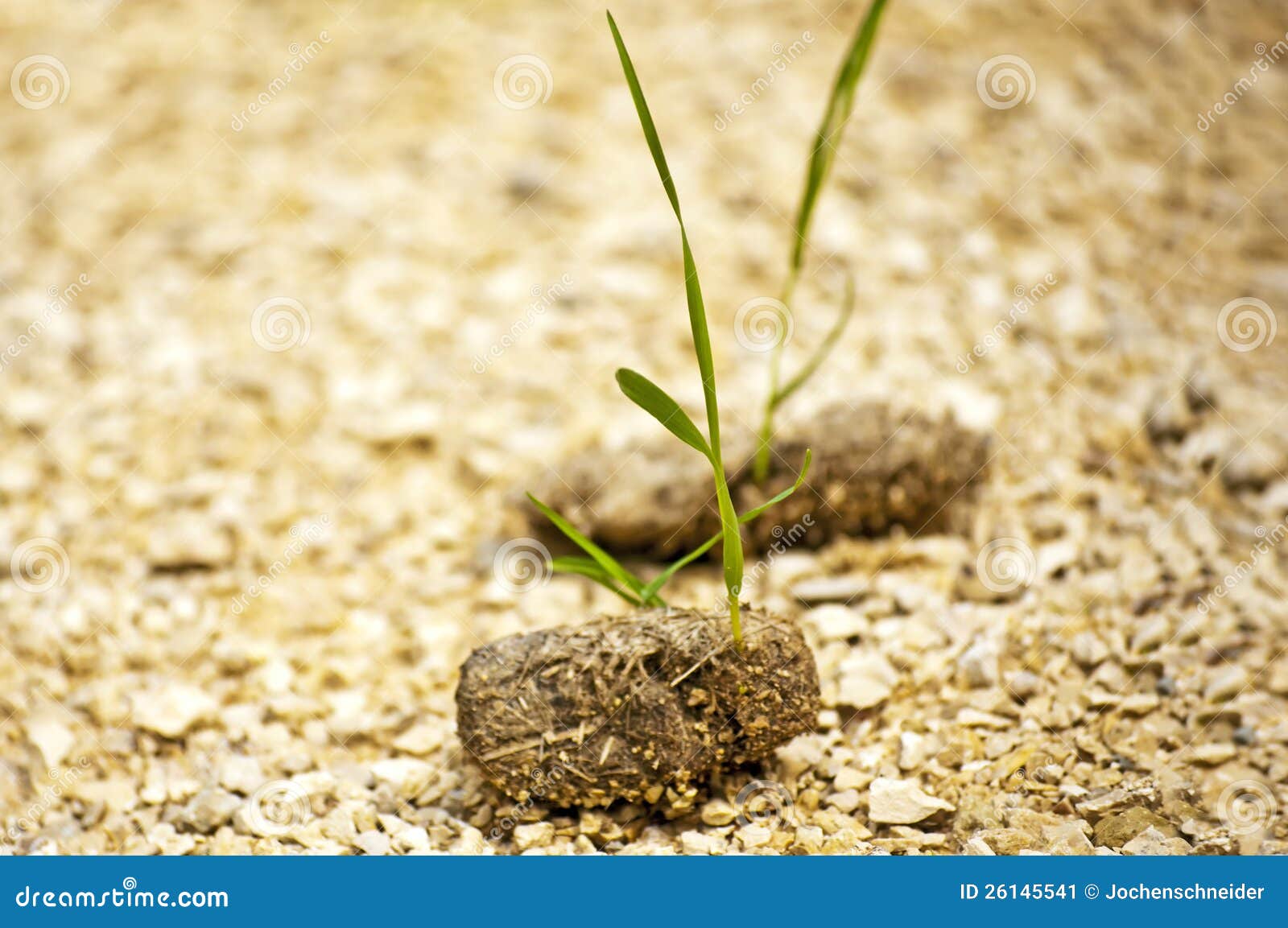 Dung with seedling stock image. Image of dung, regneration - 26145541