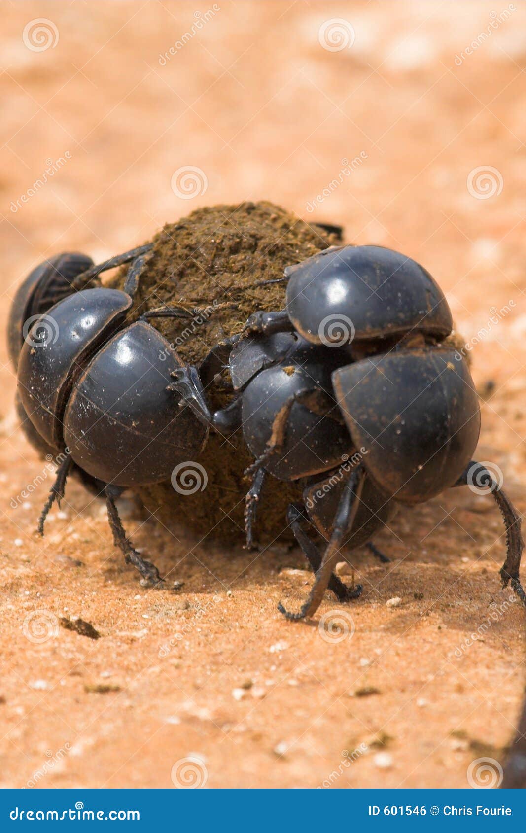 Dungbeetle Fight stock photo. Image of safari, africa, beetle - 601546