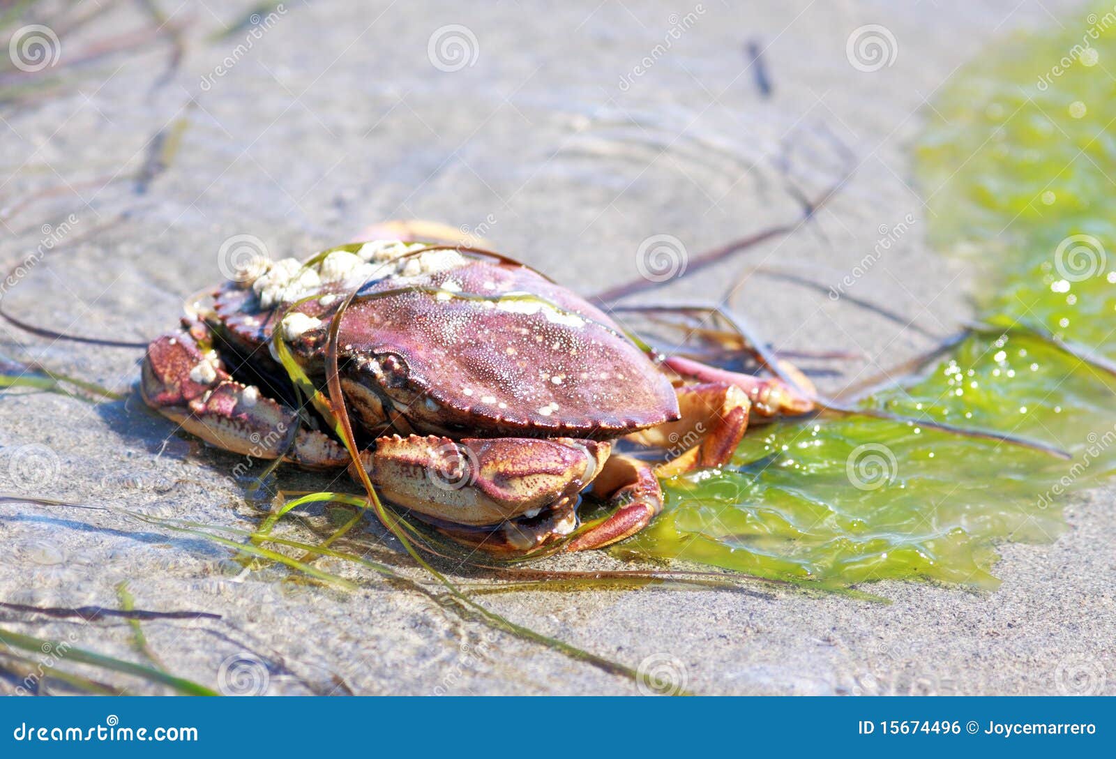 Dungeness Crab stock photo. Image of ocean, shore, seaweed - 15674496