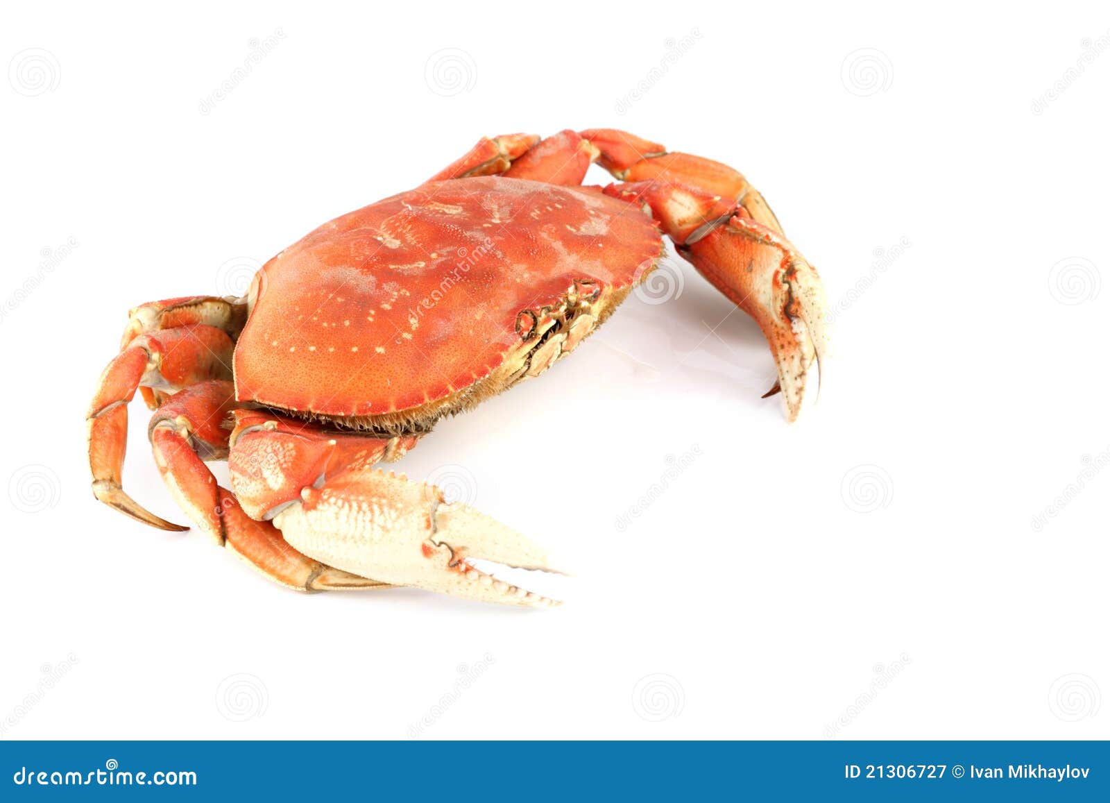 Dungeness crab stock image. Image of animal, cook, diet - 21306727
