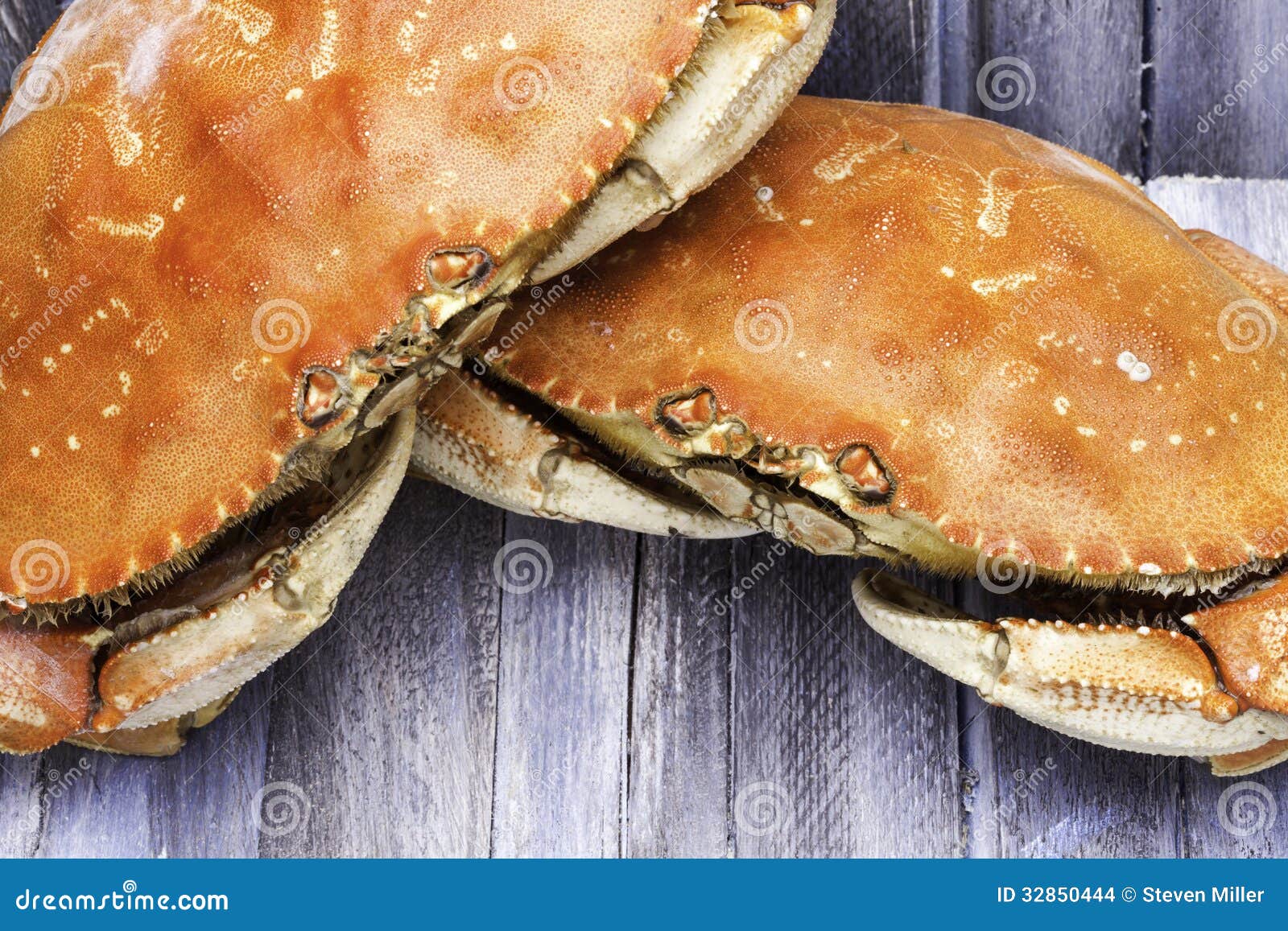 Dungeness Crab stock photo. Image of crab, tasty, arthropod - 32850444