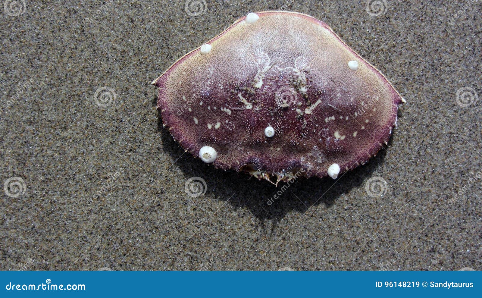 Dungeness Crab Shell on the Beach Stock Image - Image of cooking ...